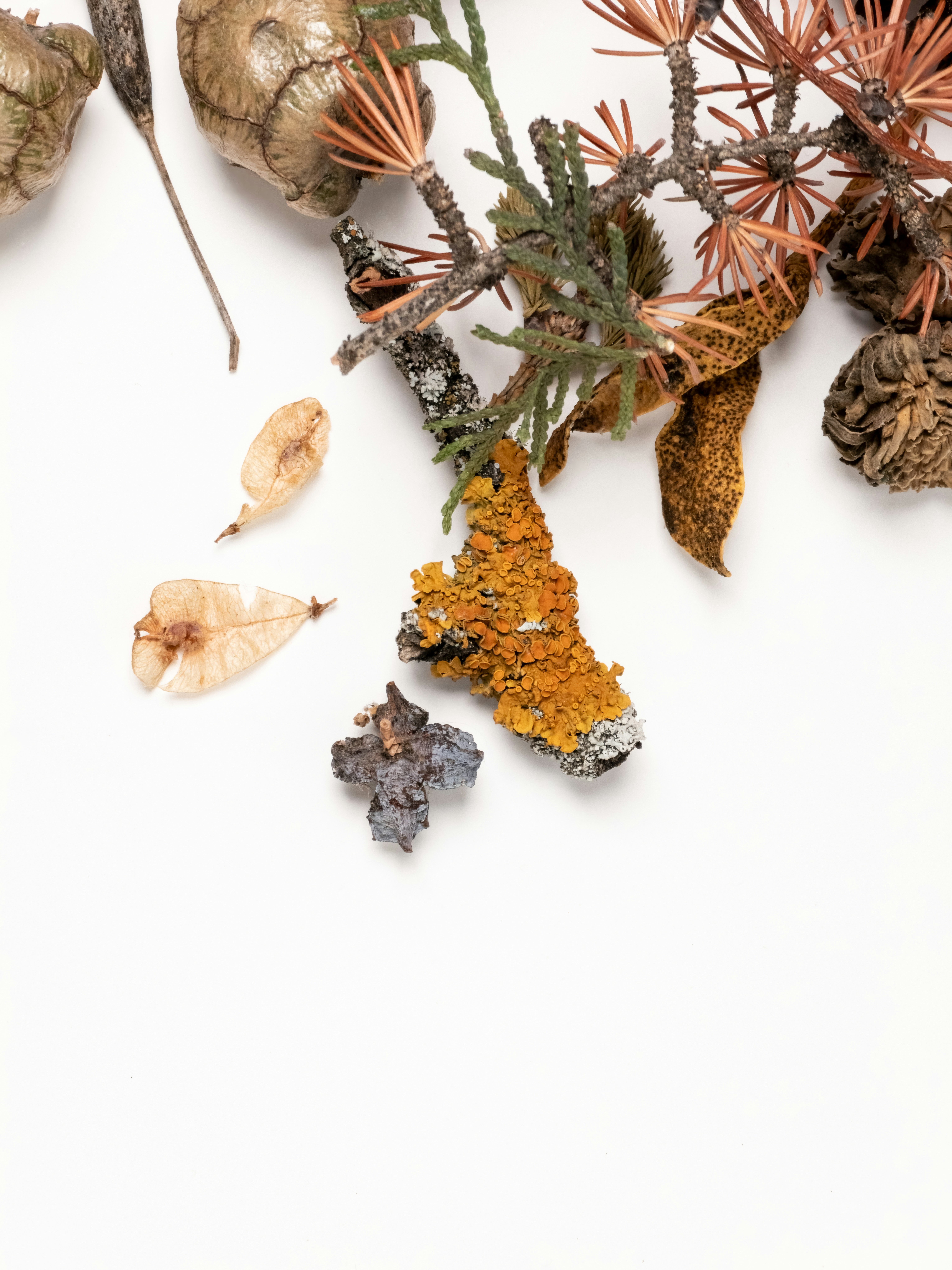 Autumnal Lichens and Cones on White