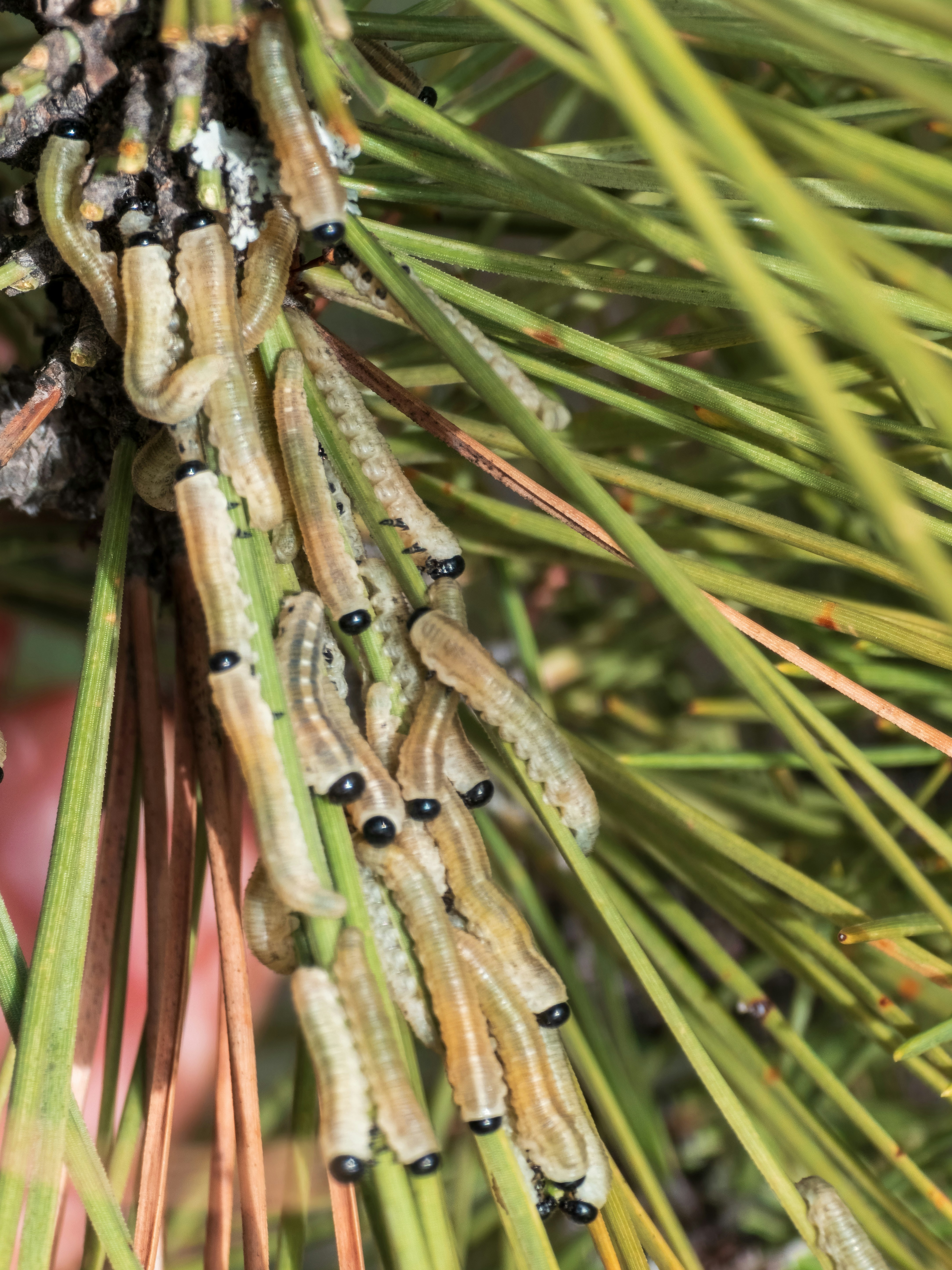 Clustered Pinecone Scale-Cacophony: Mosquito-like Larvae Over Pine Needles