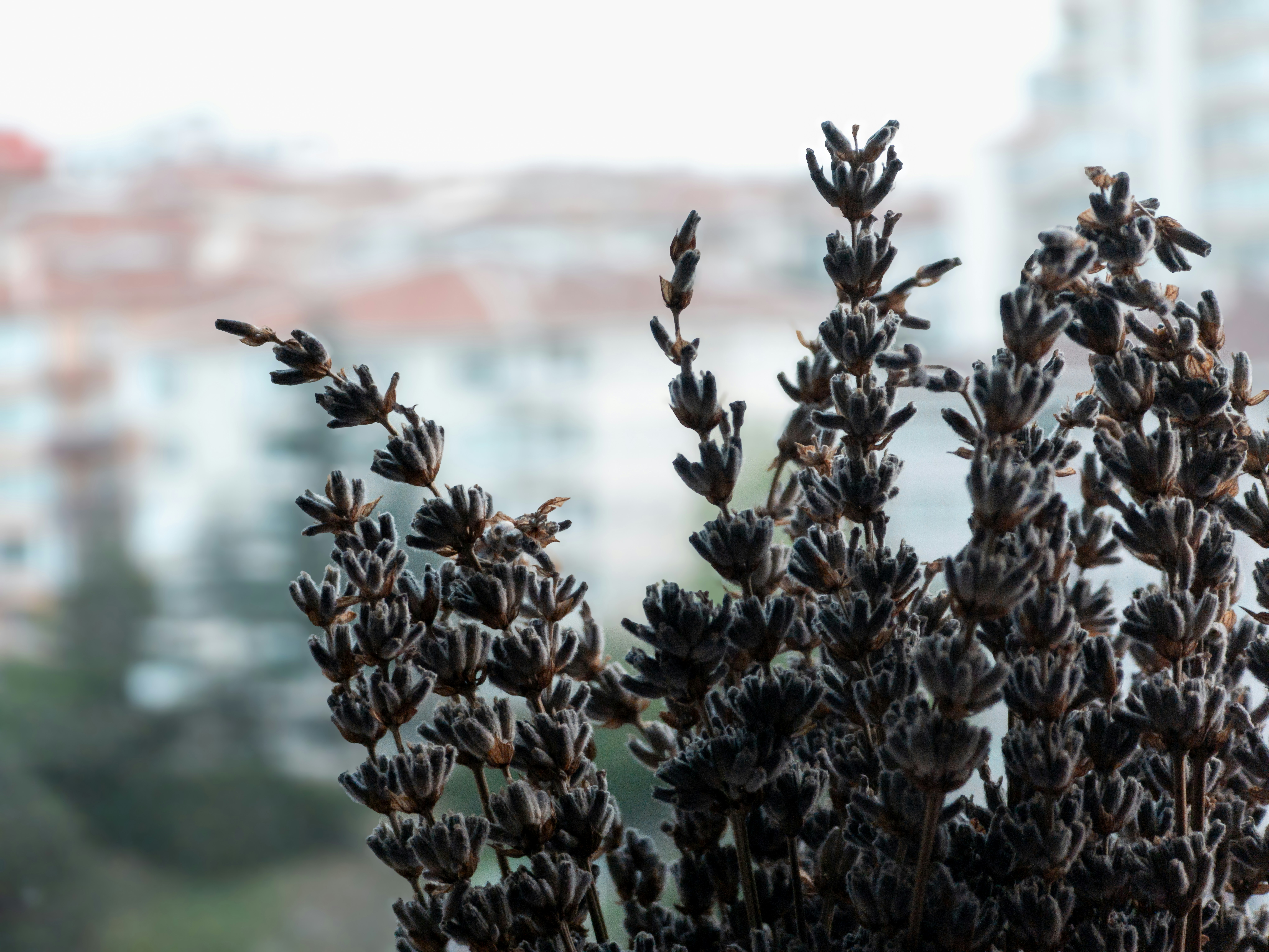 Close-up of dried lavender-like florets against an urban backdrop
