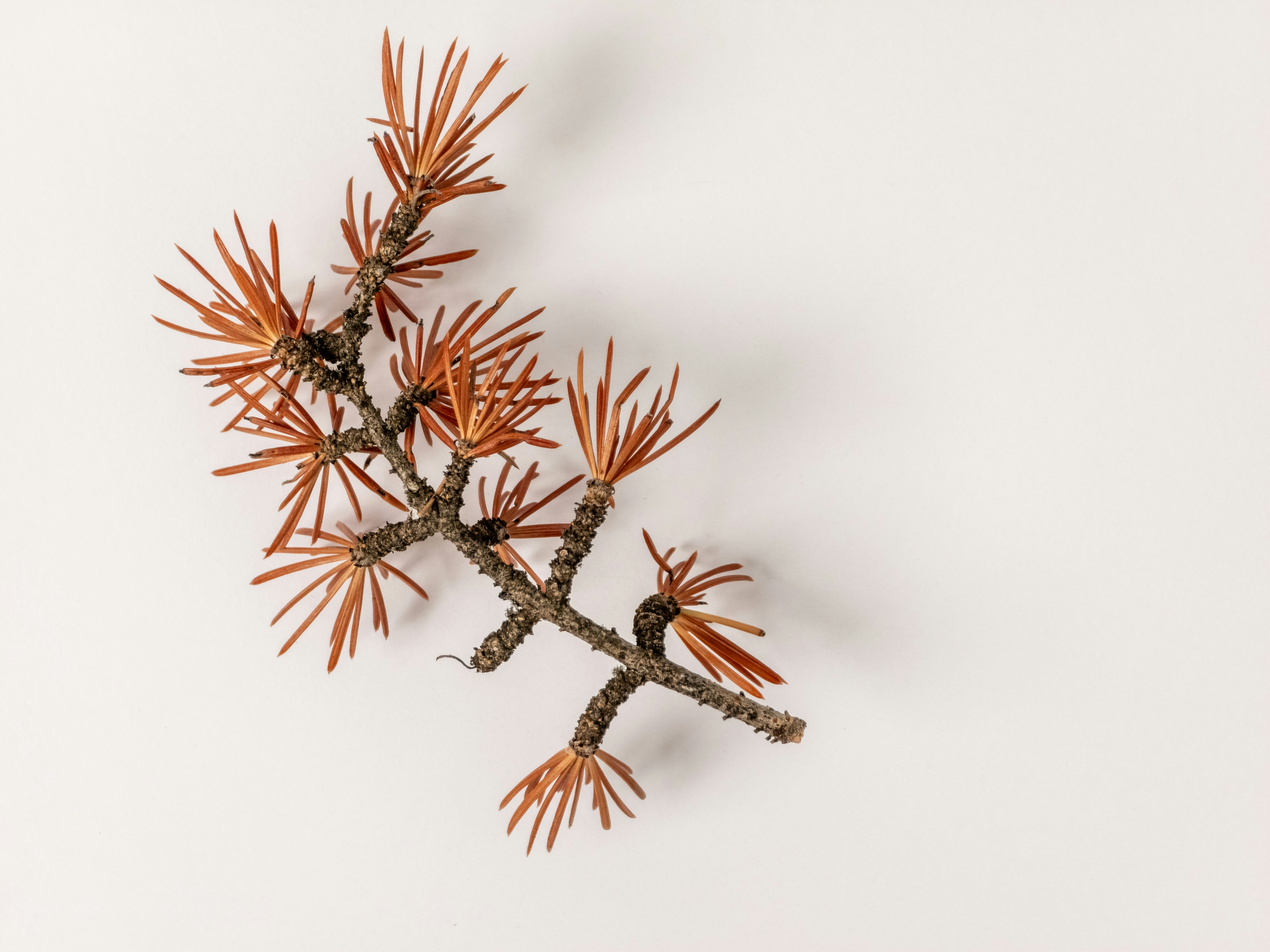 Minimalist Branch: Red-Tipped Pine with Sparse Needles
