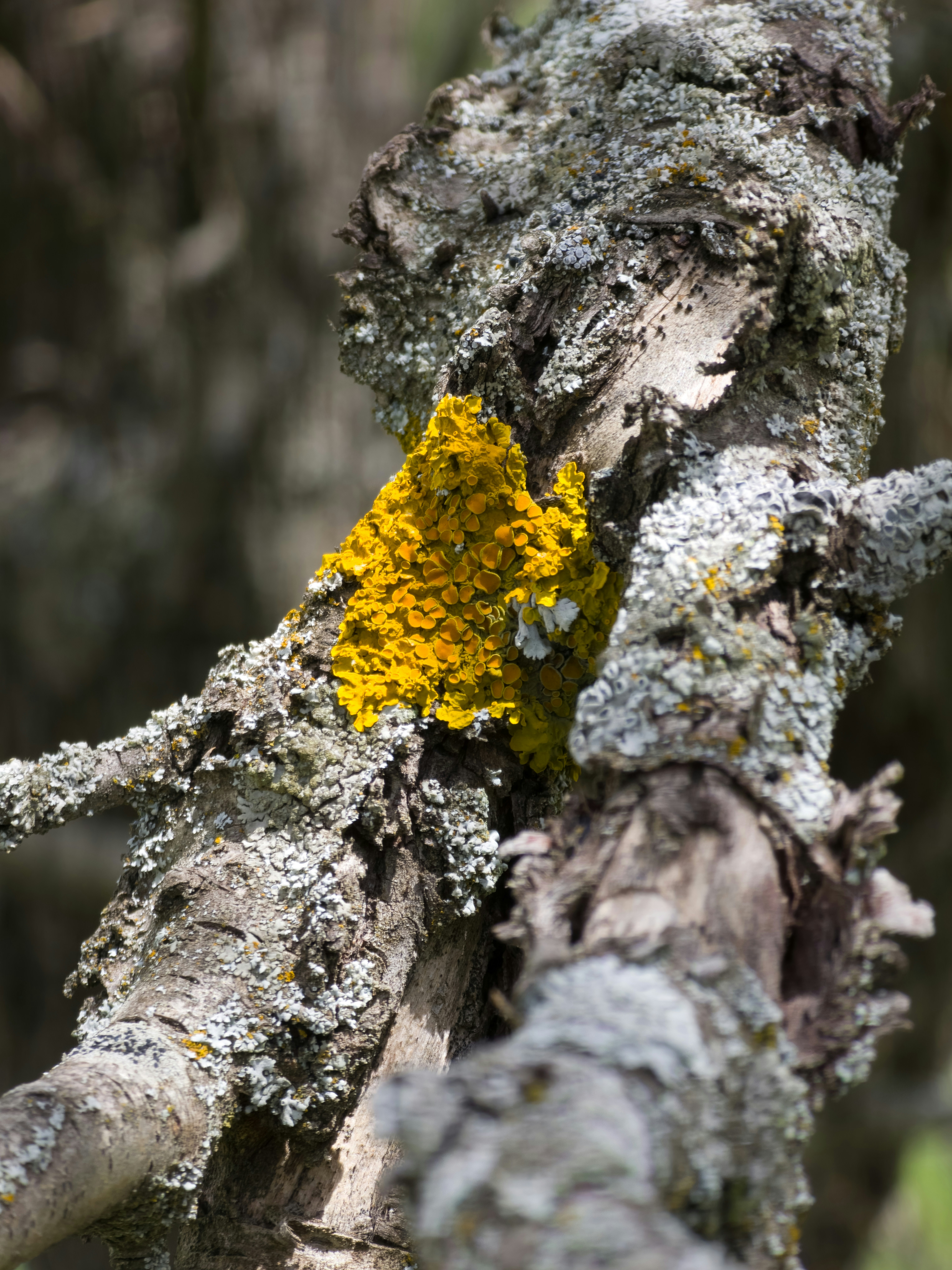 Bright Yellow Shelf of Lichen on Weathered Branch