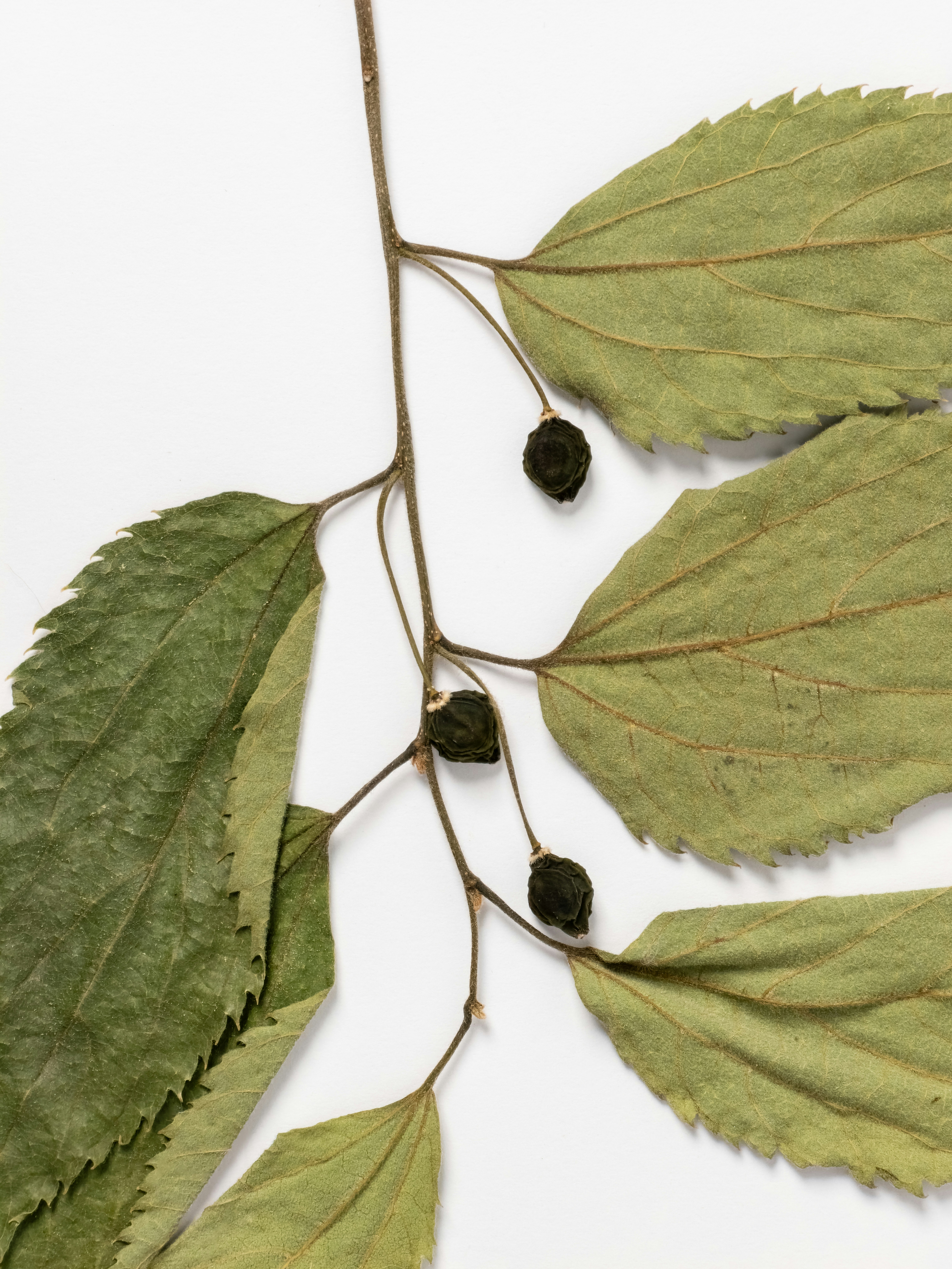 Branching Silence: A Close-Up of Dried Leaves and Seed Pods