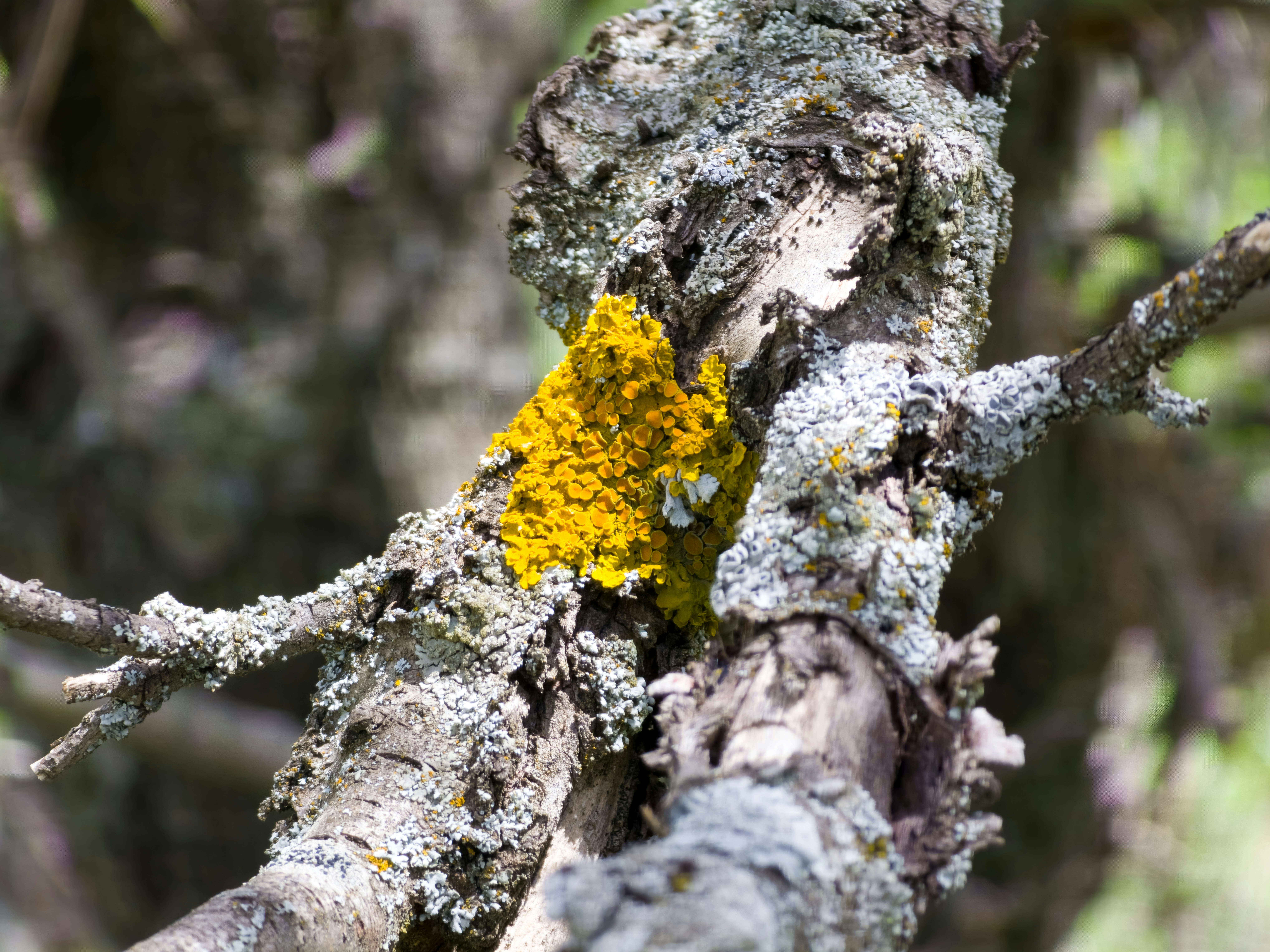 Yellow lichen on weathered branch: a splash of color in the forest