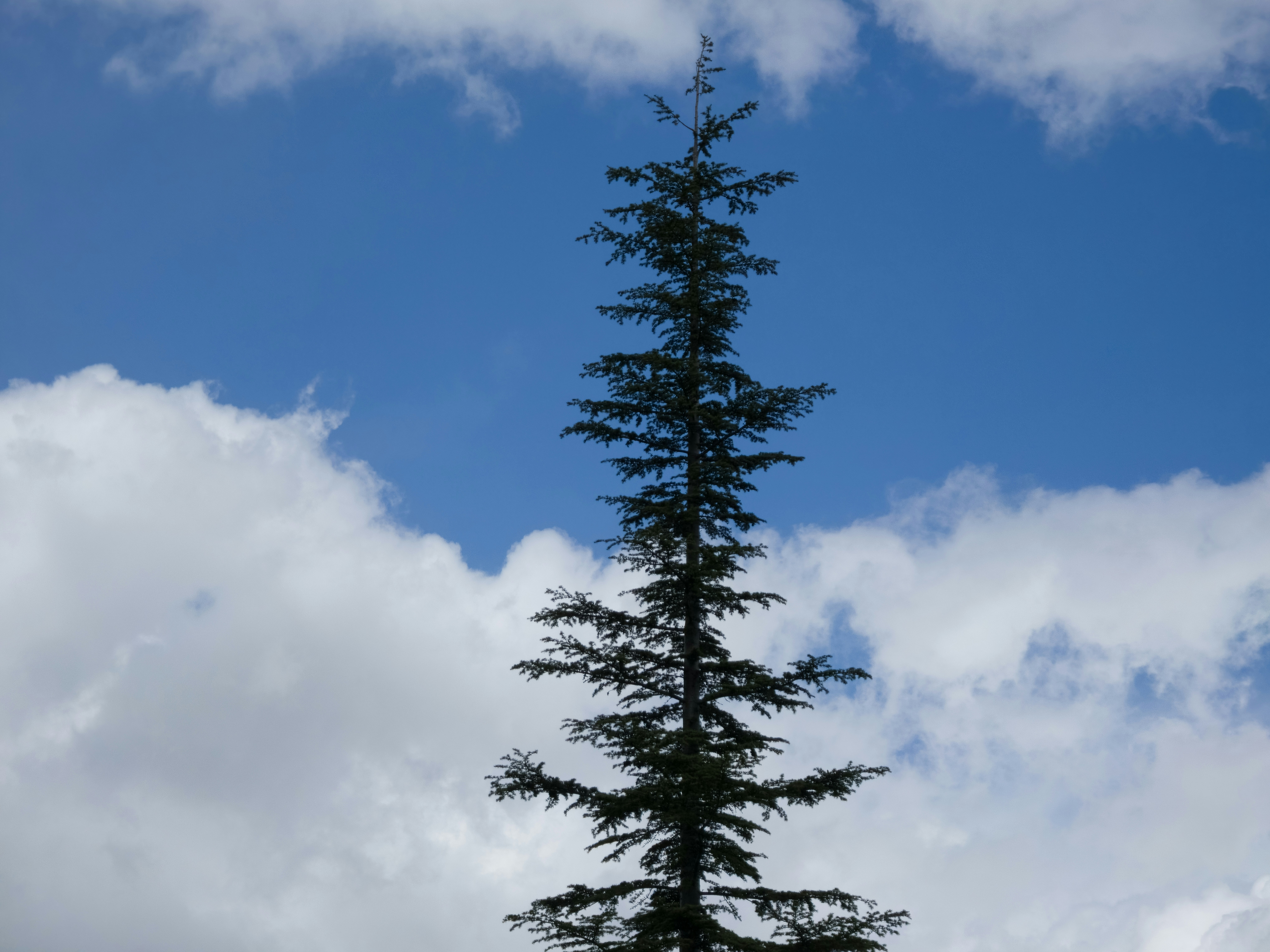 Skyward Needle: A Lone Evergreen Piercing the Cloudscape