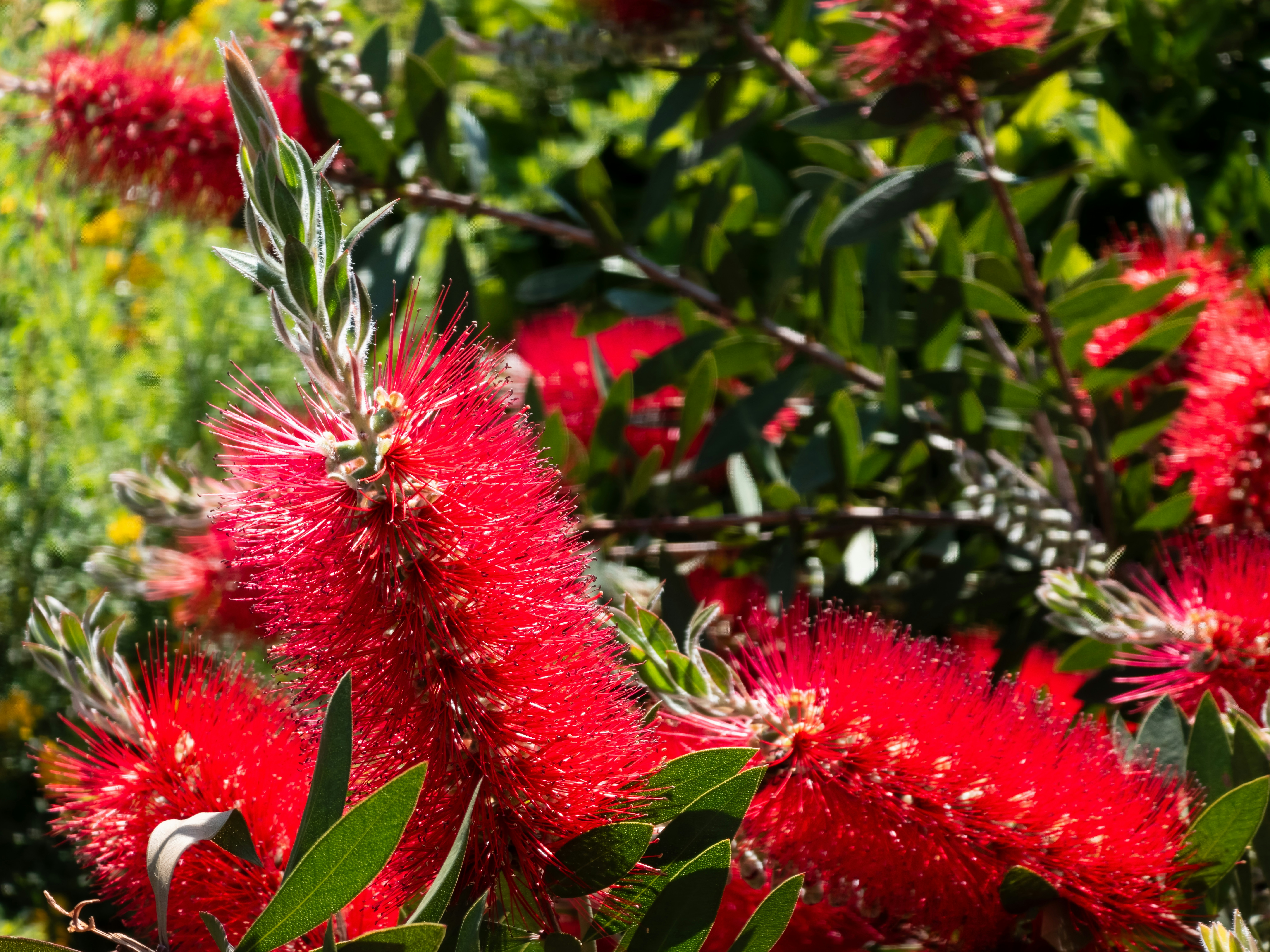 Crimson Catkins: A Burst of Bottlebrush in Full Bloom