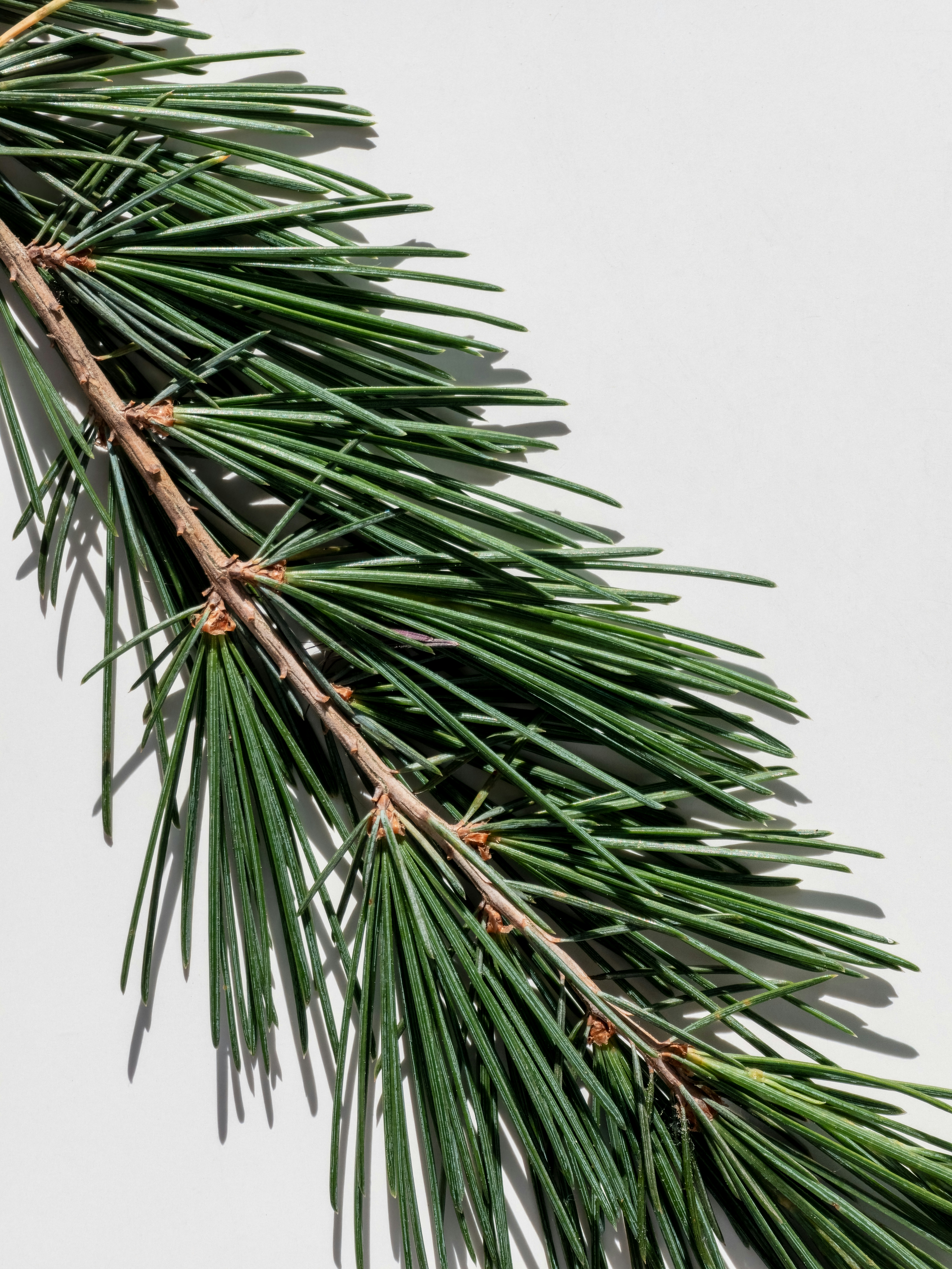 Monochrome Green: a single pine branch slashes across a pale canvas