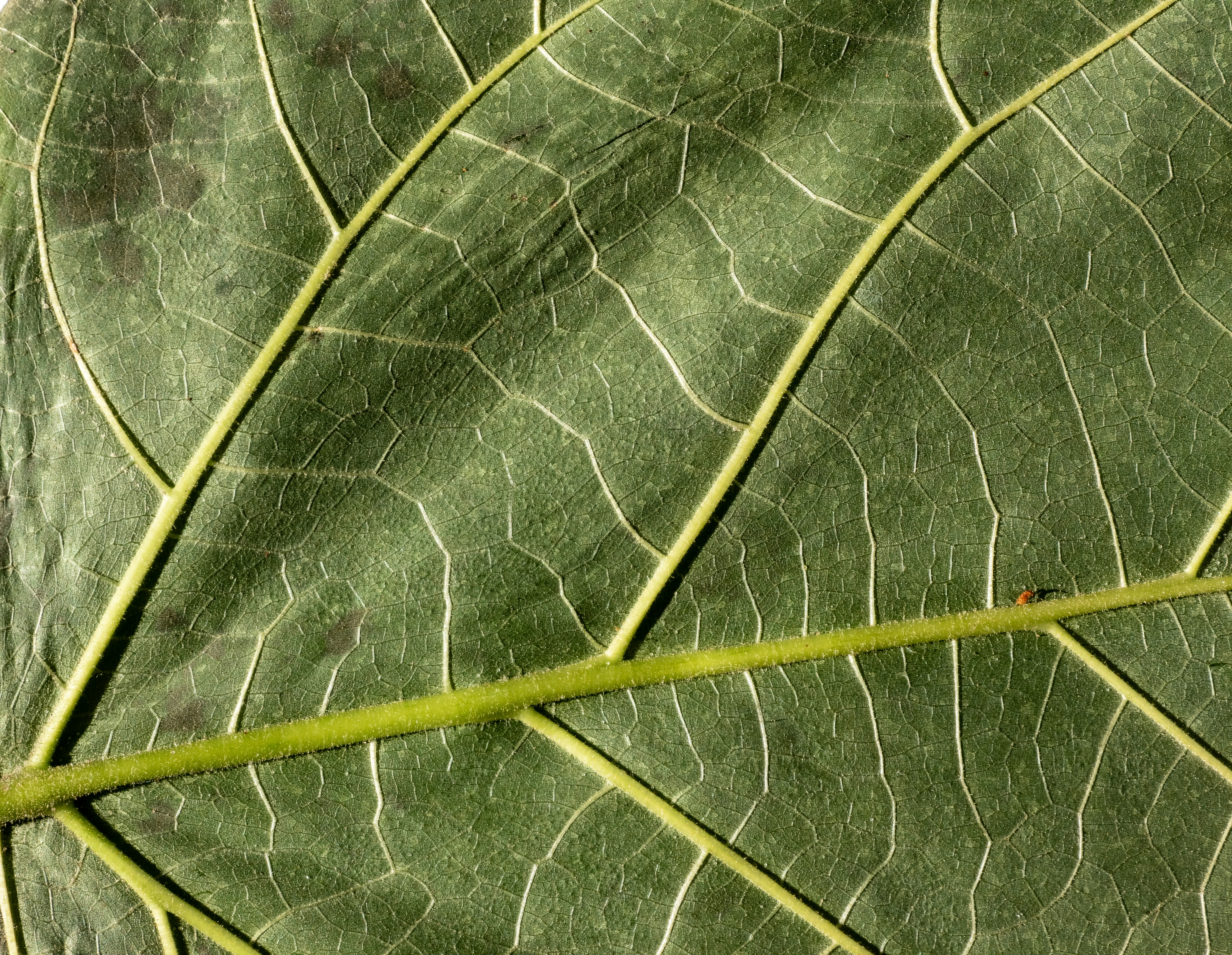 Veined Green: Close-Up of Leaf Network Illuminated by Sun
