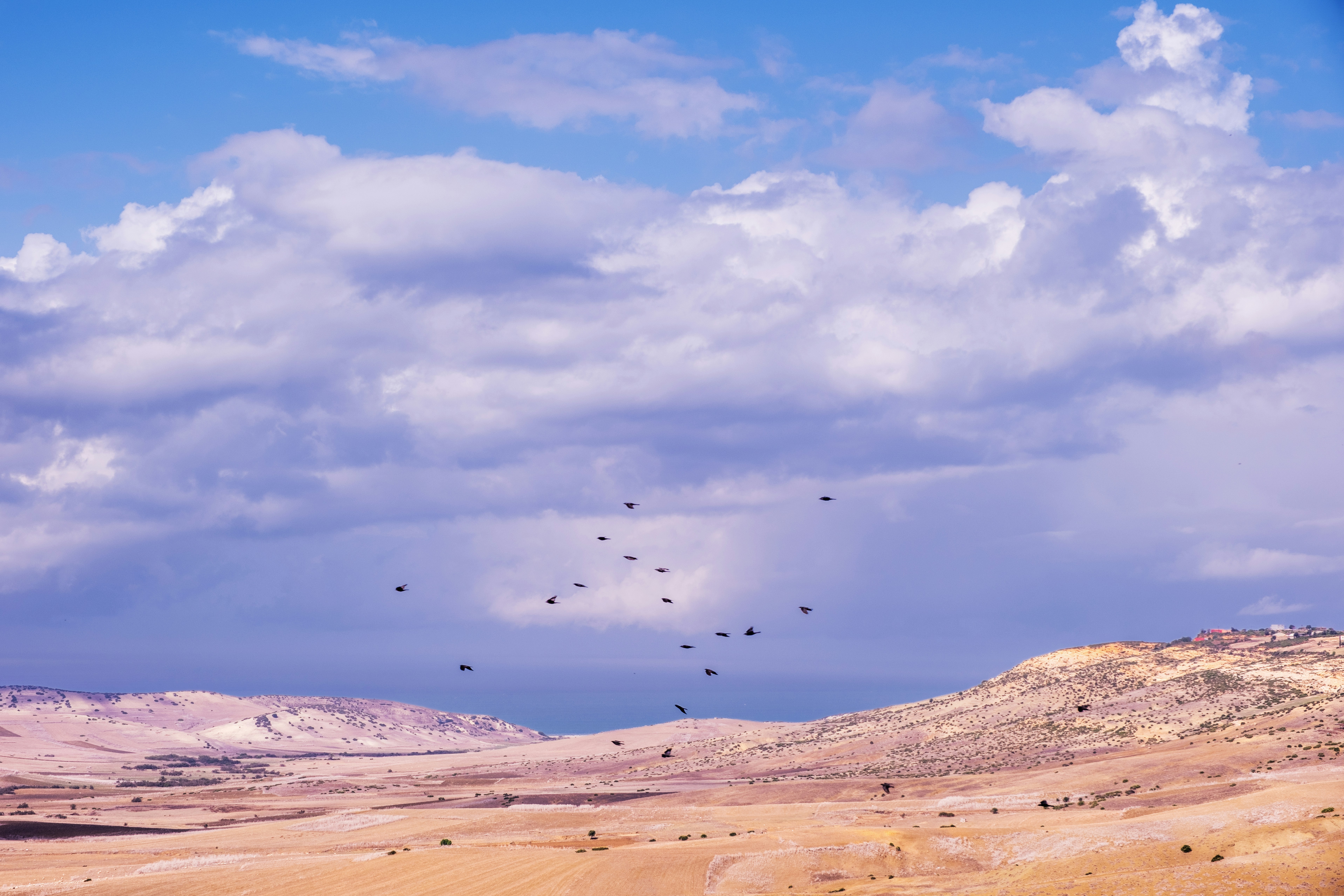 Desert Skyline: Birds Crossing a Looming Horizon