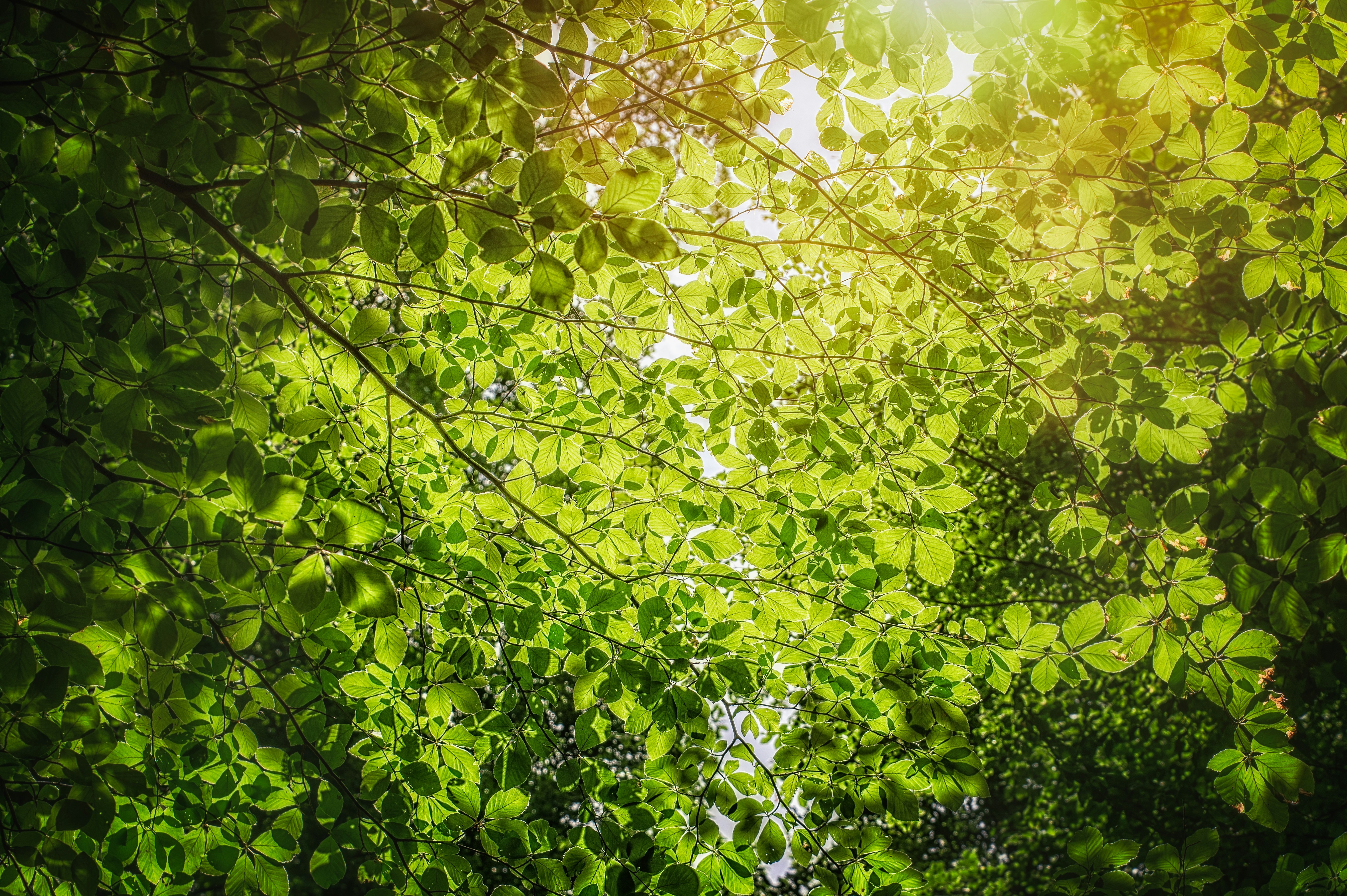 Sunlit Canopy: A Burst of Green Beneath the Leaves