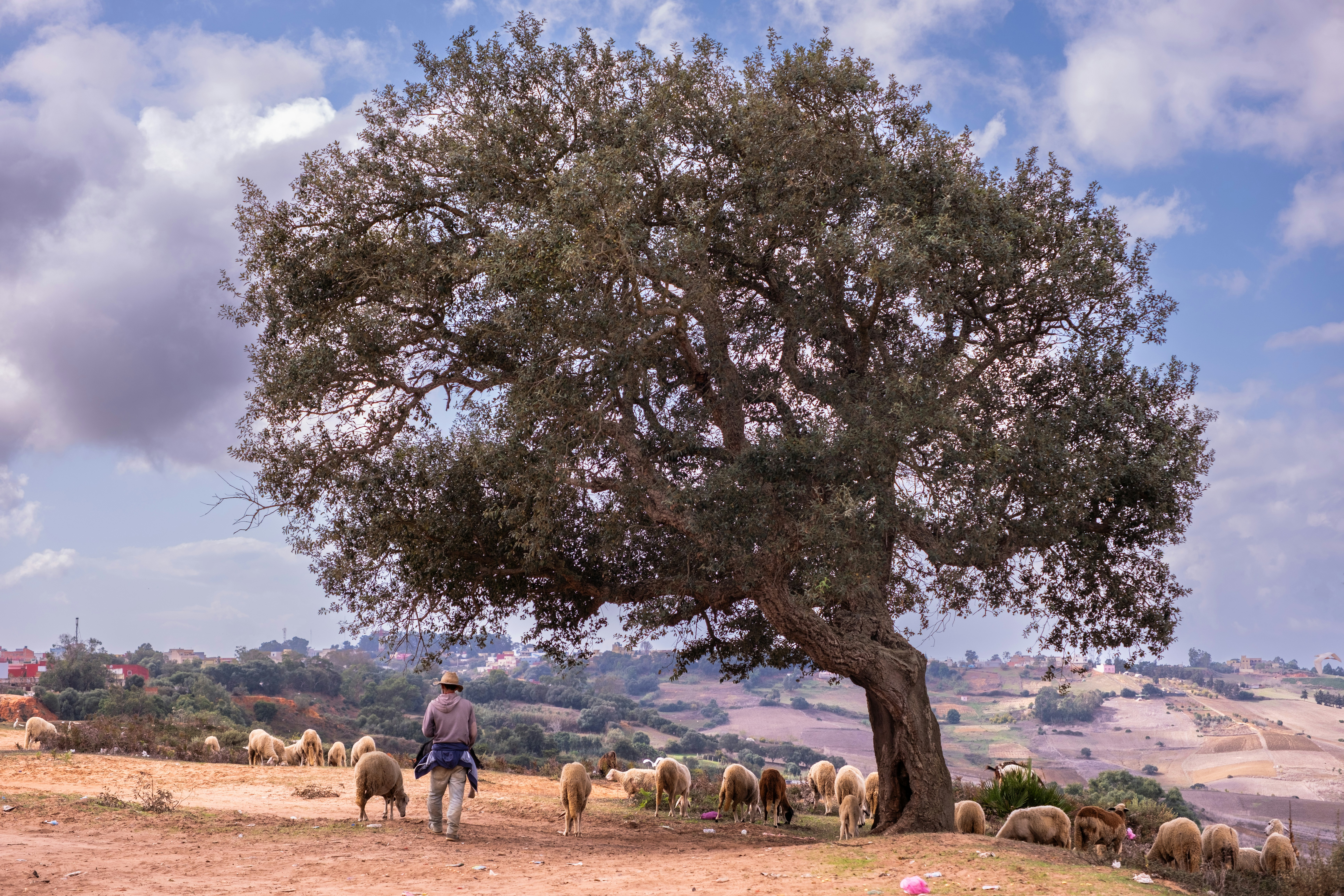 Lonely Shepherd Beneath the Gnarled Guardian