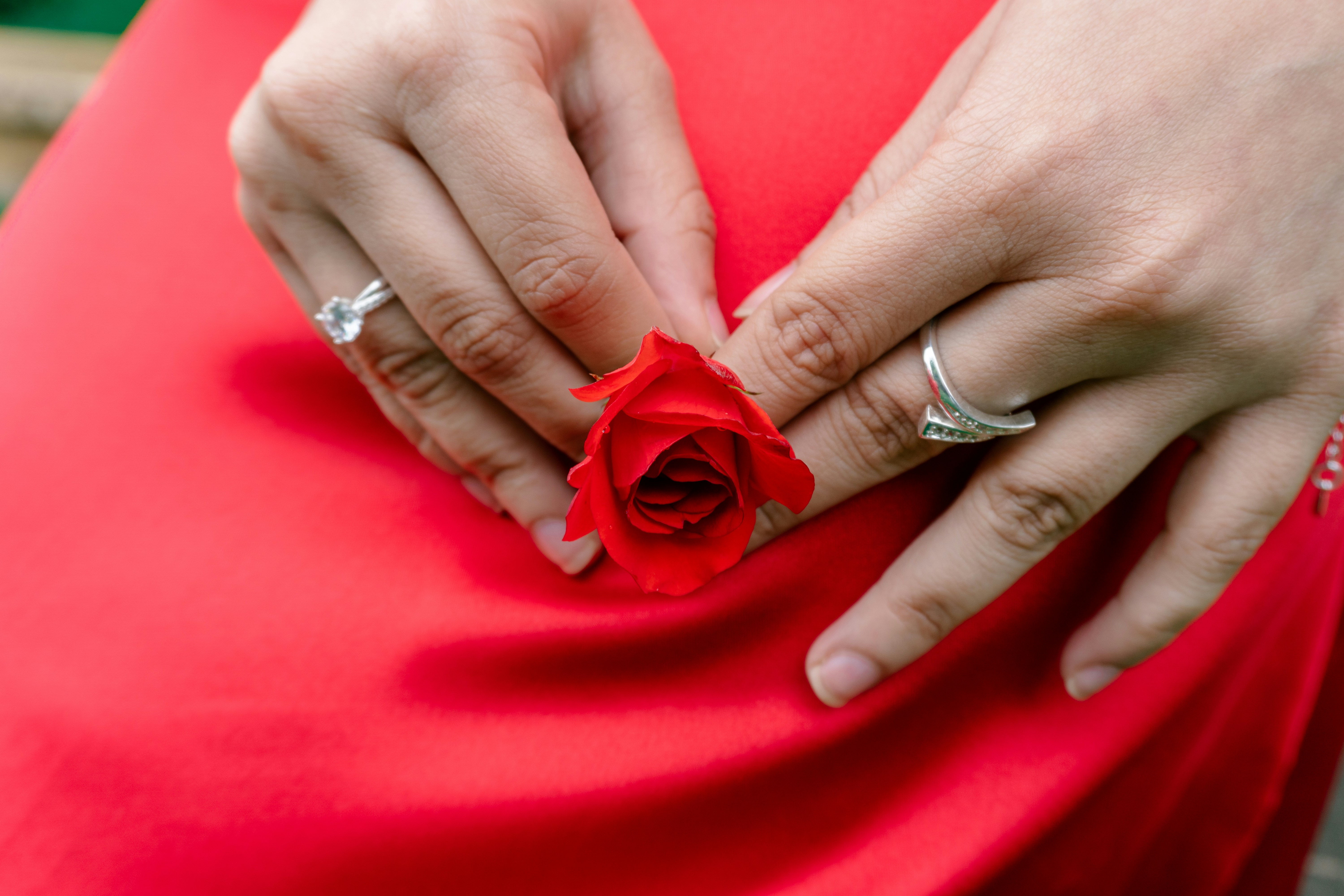 Crimson Rose Between Interlaced Fingers