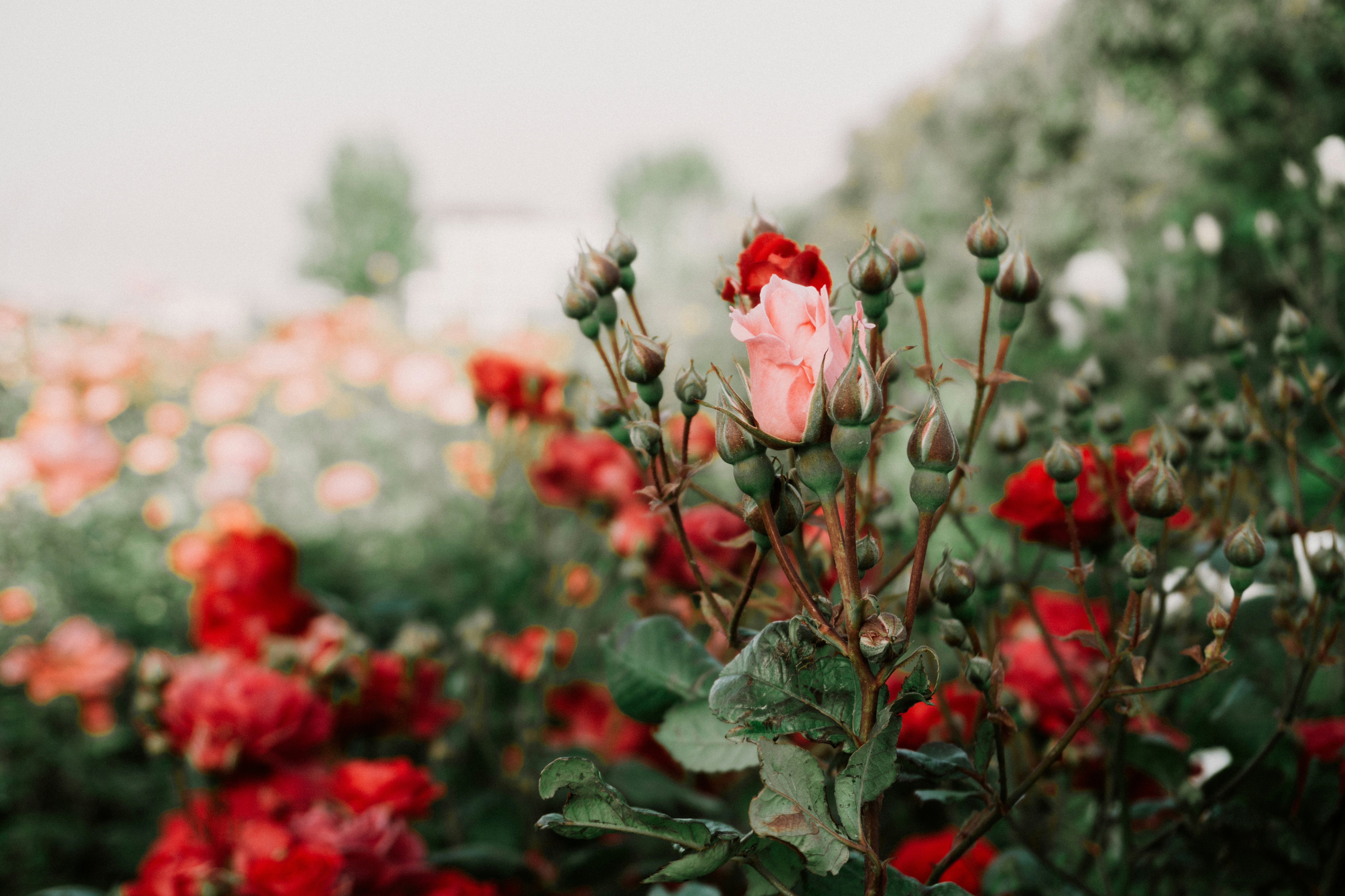 Bloom in Focus: A Pink Rosebud Leads a Sea of Red Petals