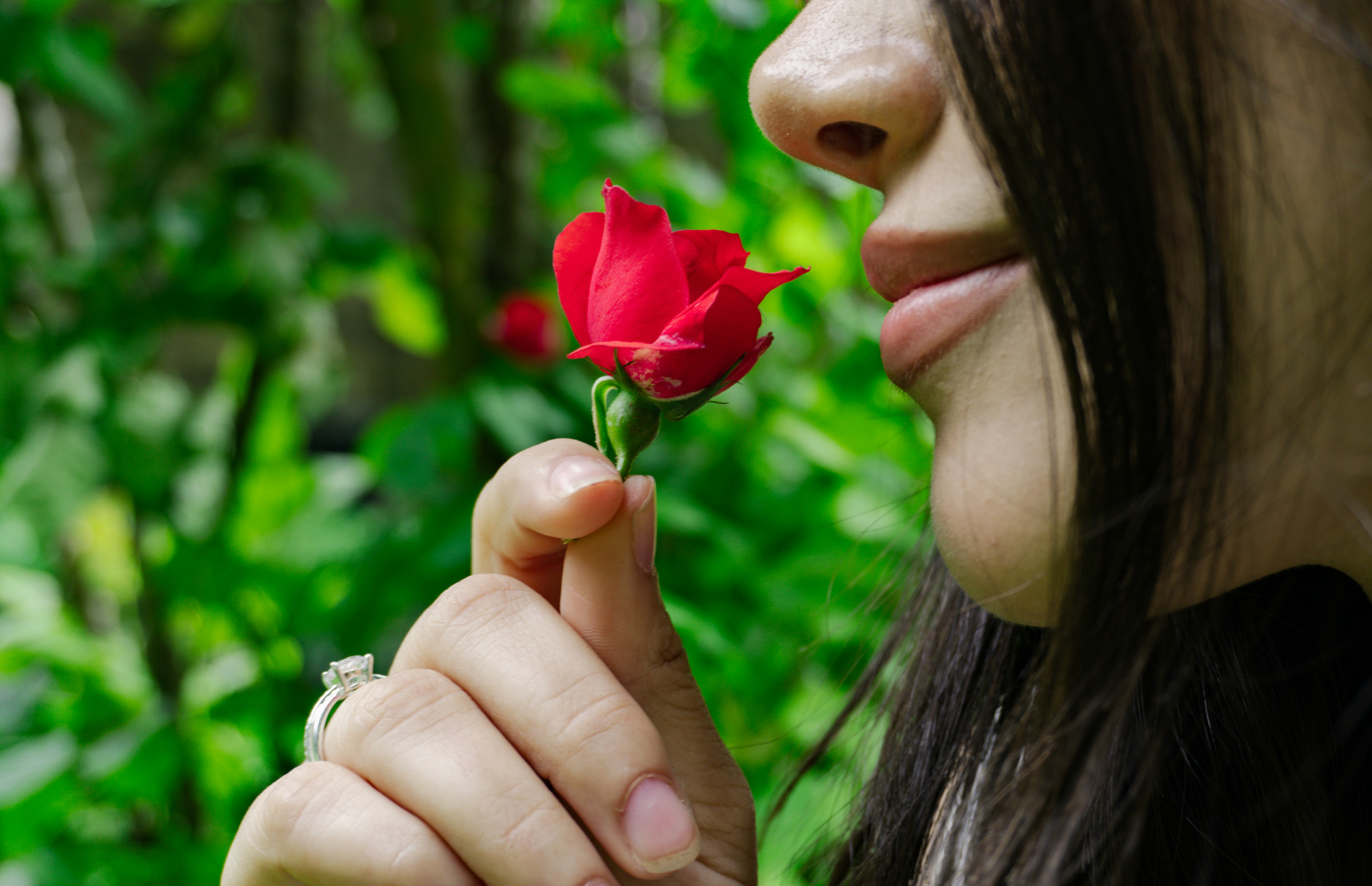 Close-up of a Red Rose Held Near a Gentle Smile