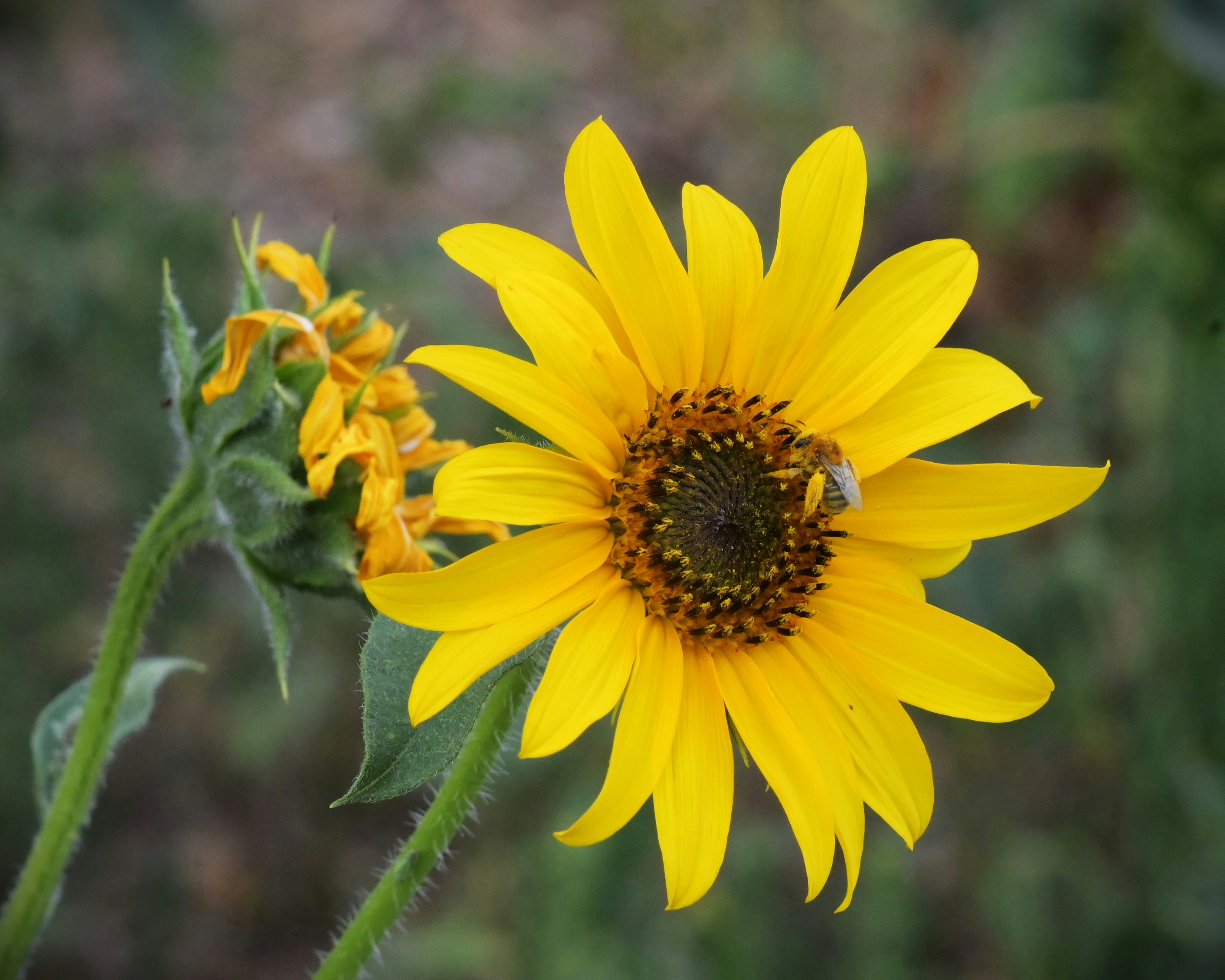 Golden Bloom in Focus: The Sunflower's Central Moment