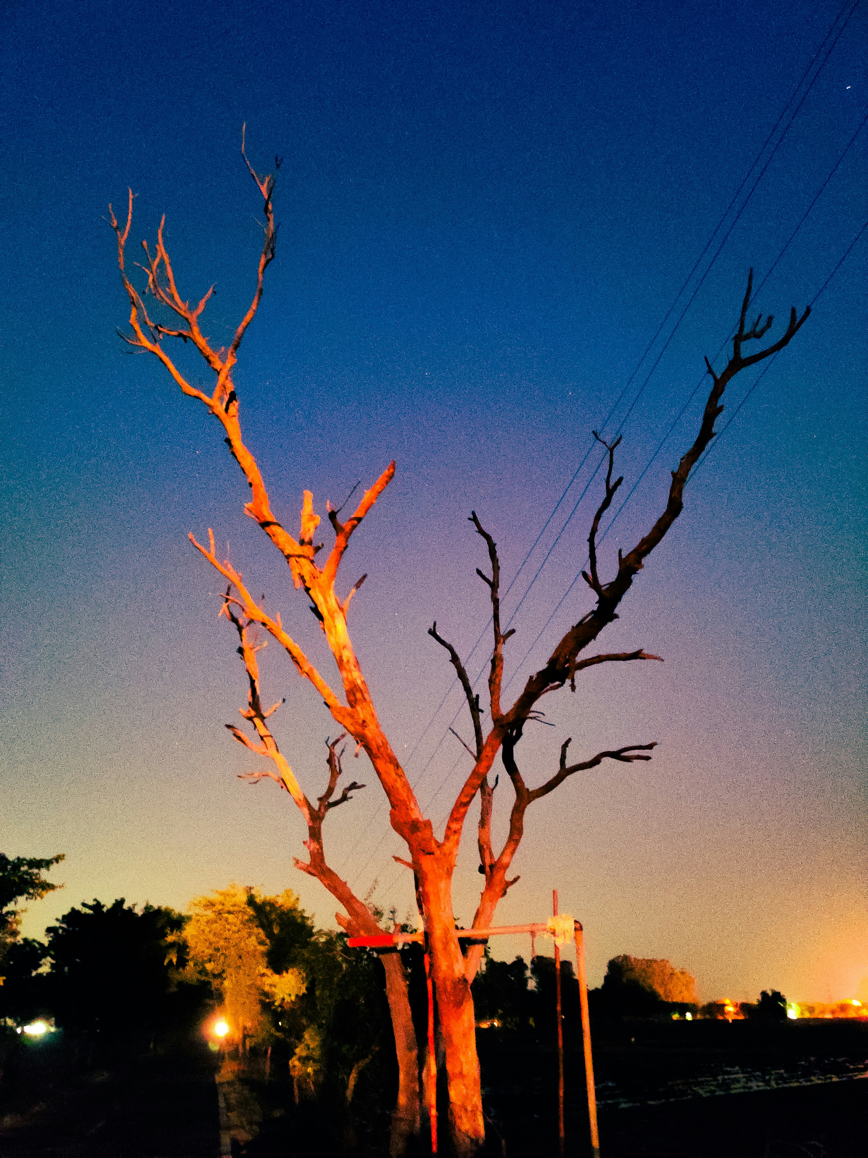 Bare, illuminated tree against a dusk-to-night gradient with distant horizon lights; a dramatic vertical subject amid a quiet, urban edge.