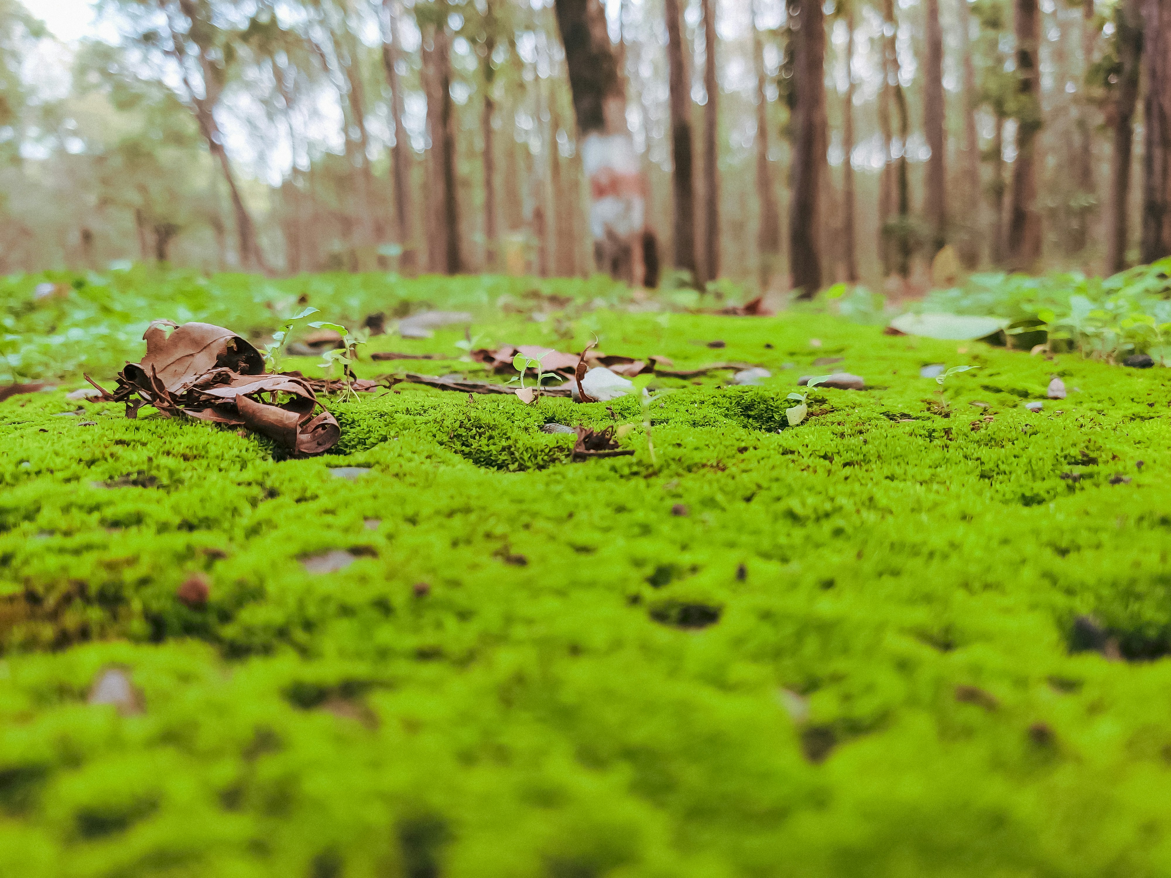 Emerald Forest Carpet: Moss Underfoot with Forest Backdrop