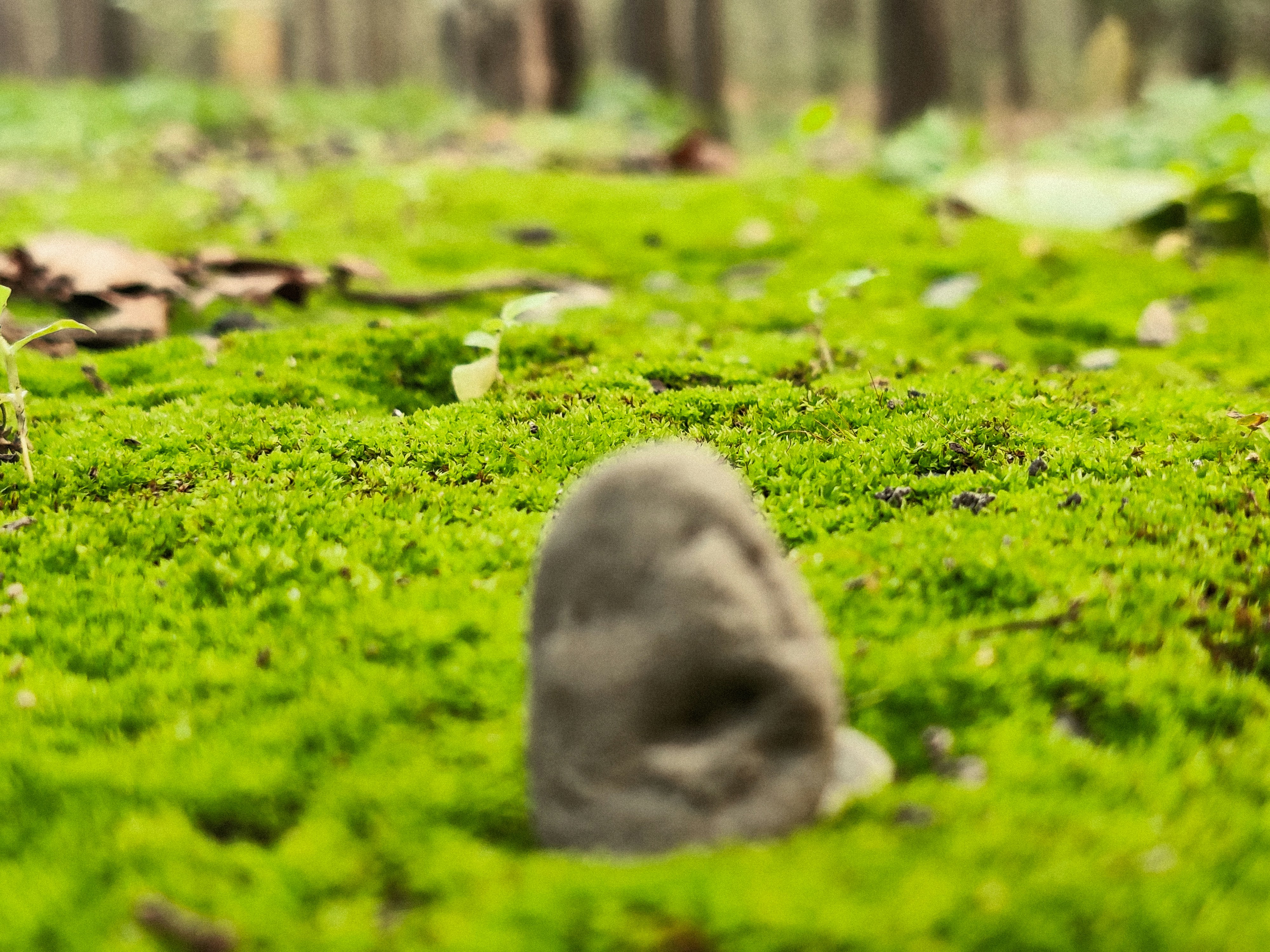 Mossy pedestal in a sunlit forest floor