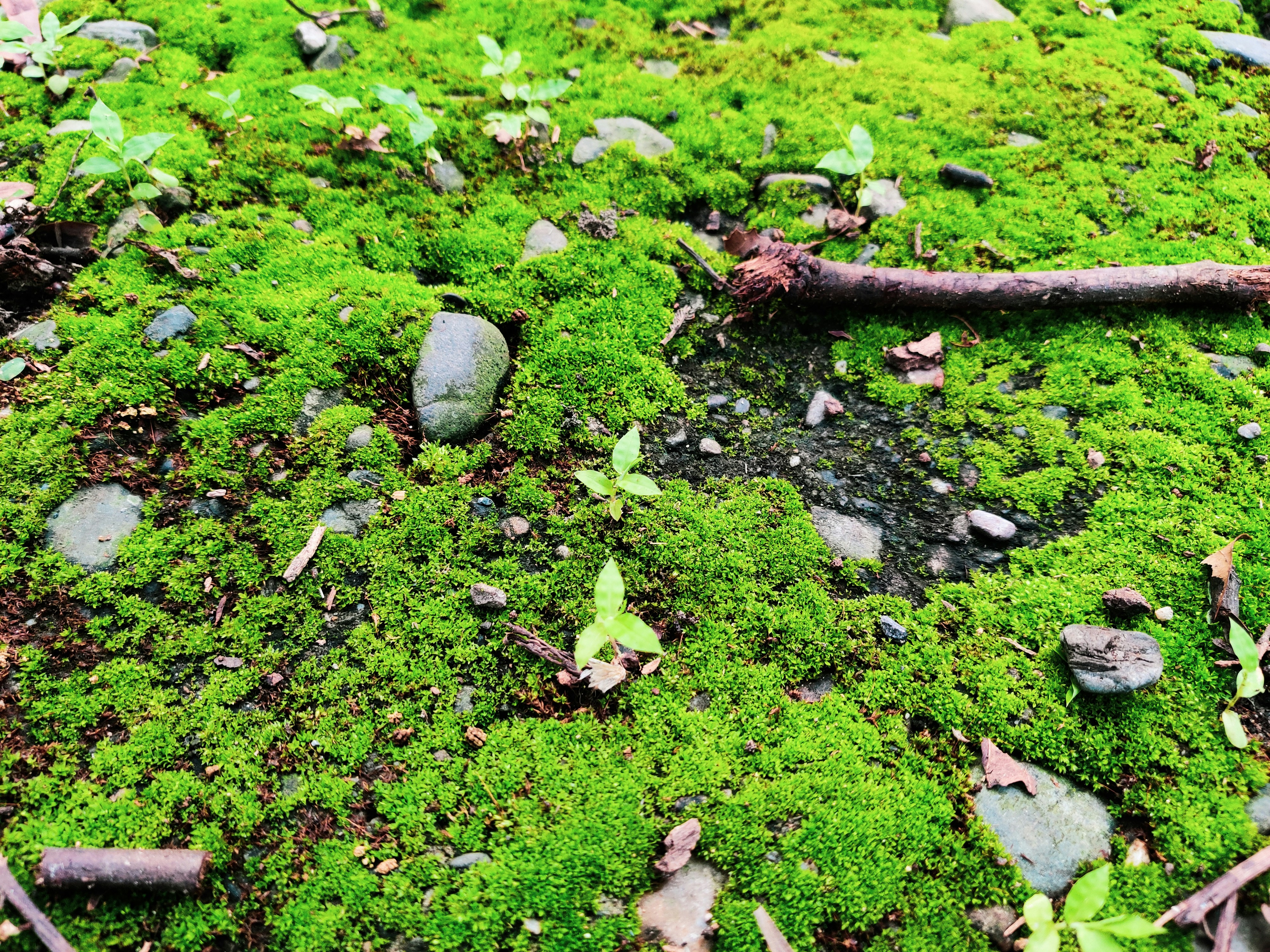 Verdant Shimmer: Mossy Forest Floor with Pebbles and Twig