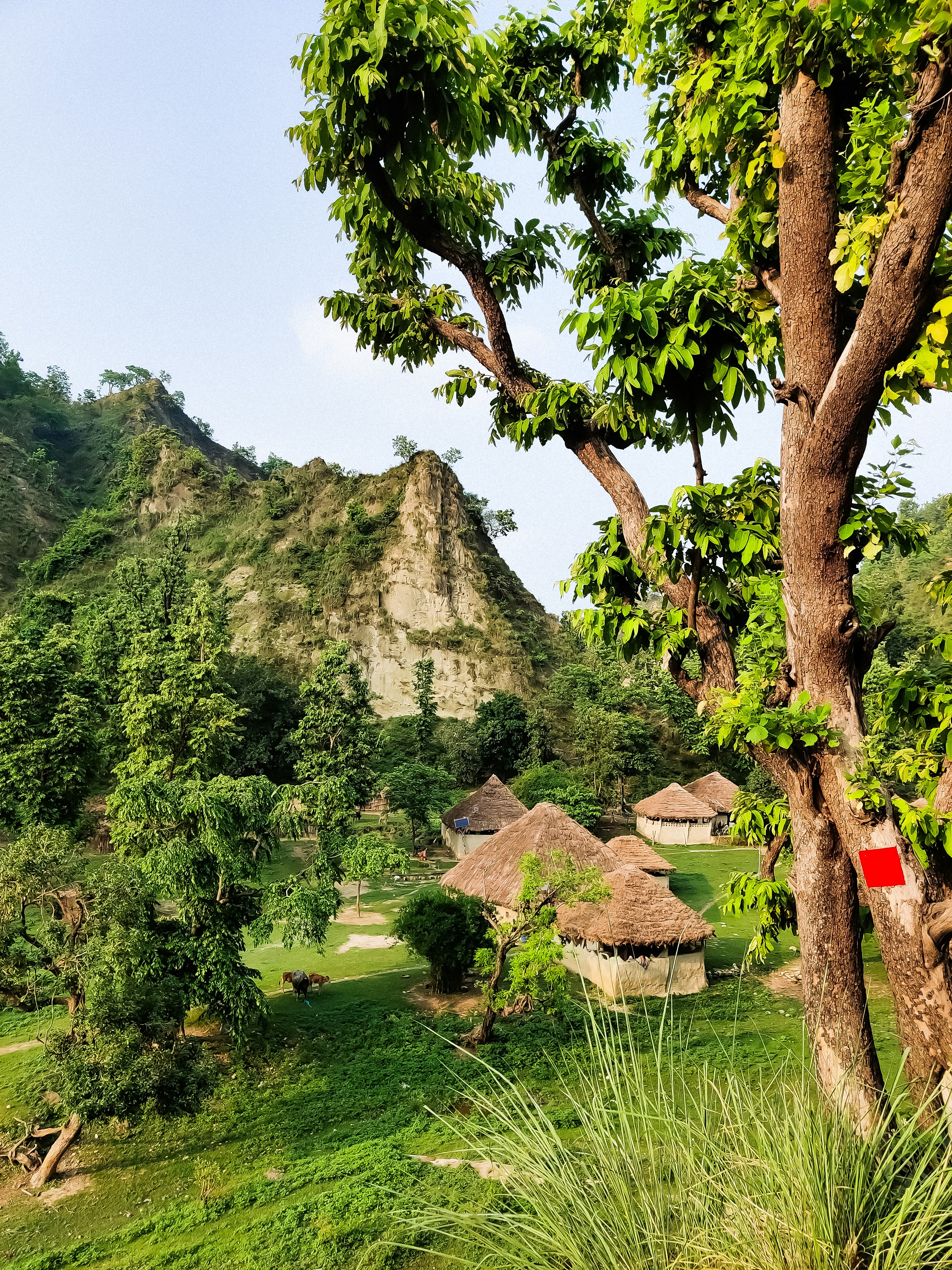 Lush Village Vista: Thatched Huts Beside Verdant Cliff