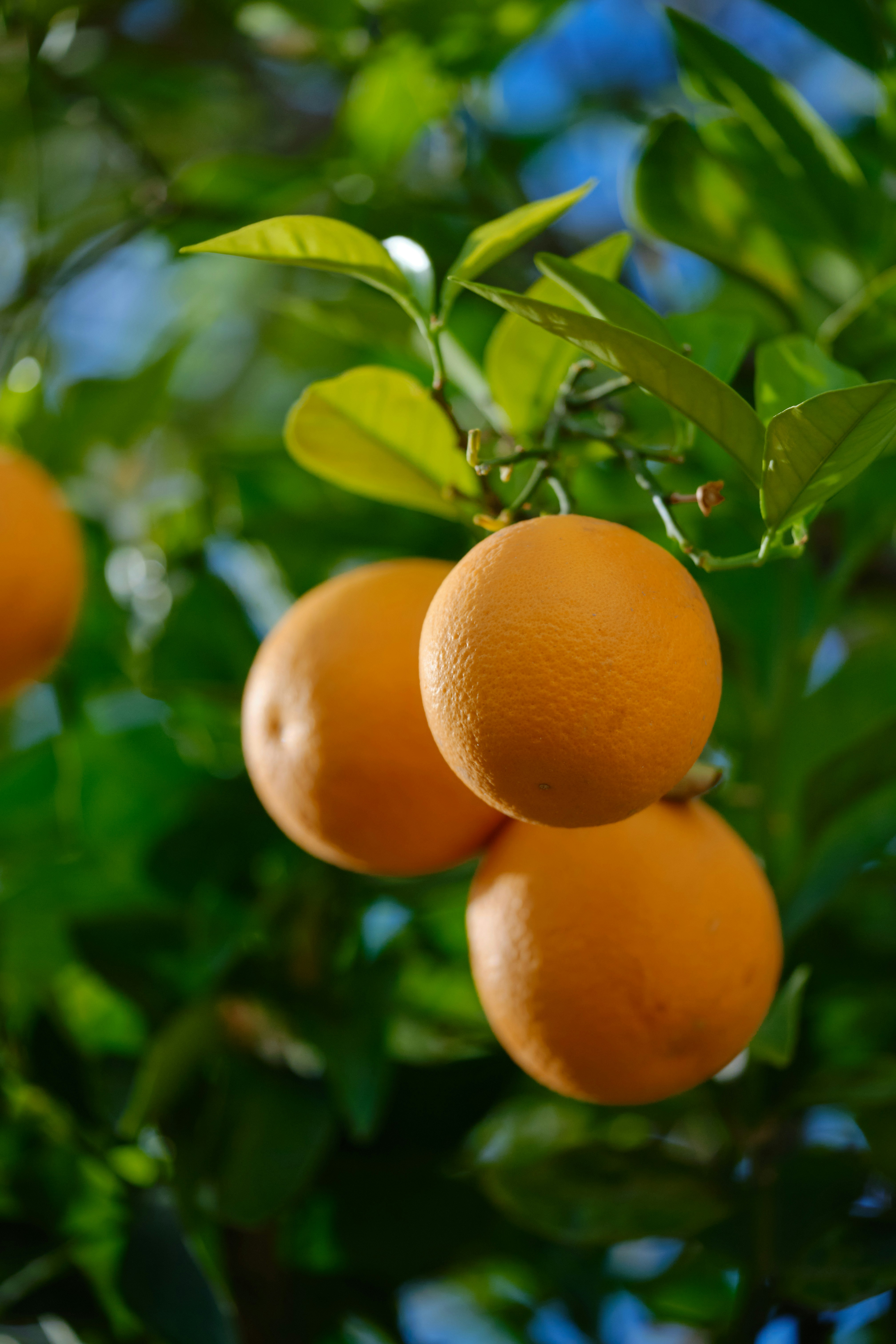 Vibrant oranges hang from a leafy branch, bathed in warm sunlight with a shallow depth of field against a blurred green background. A close-up still of fruit on a tree.