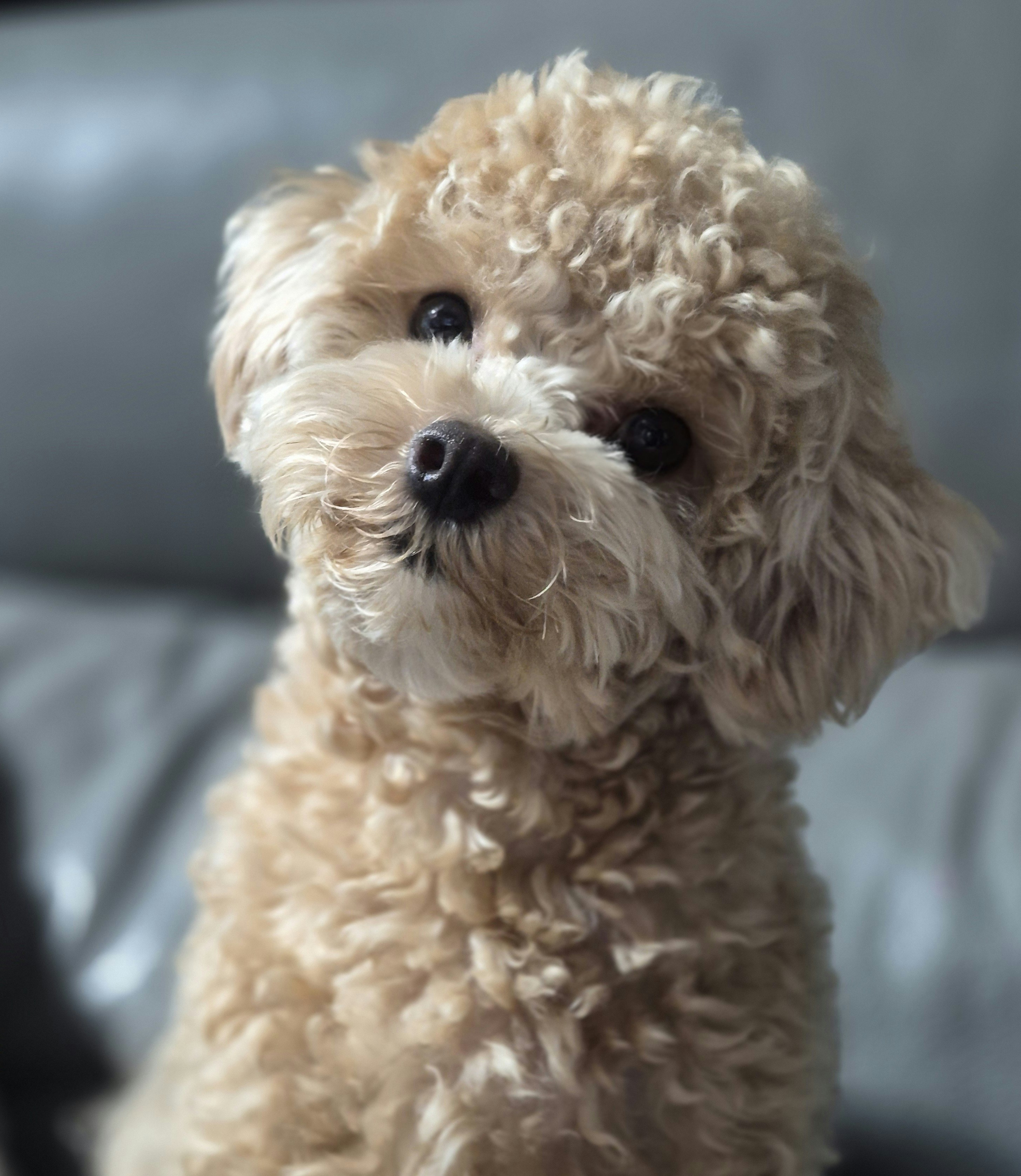 Curious Poodle in Soft Focus