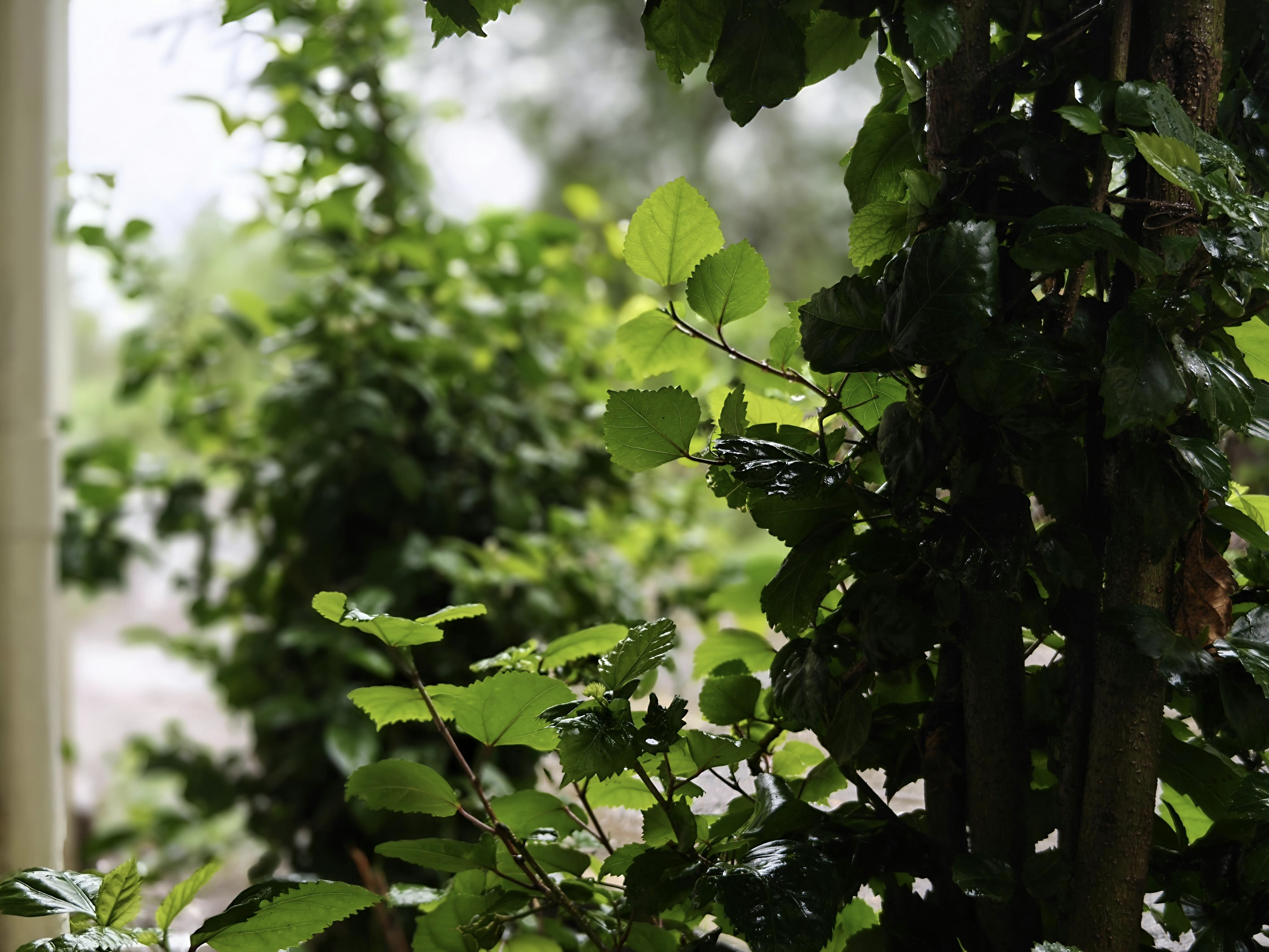 Sunlit Ginkgo Leaves With Dense Green Foliage