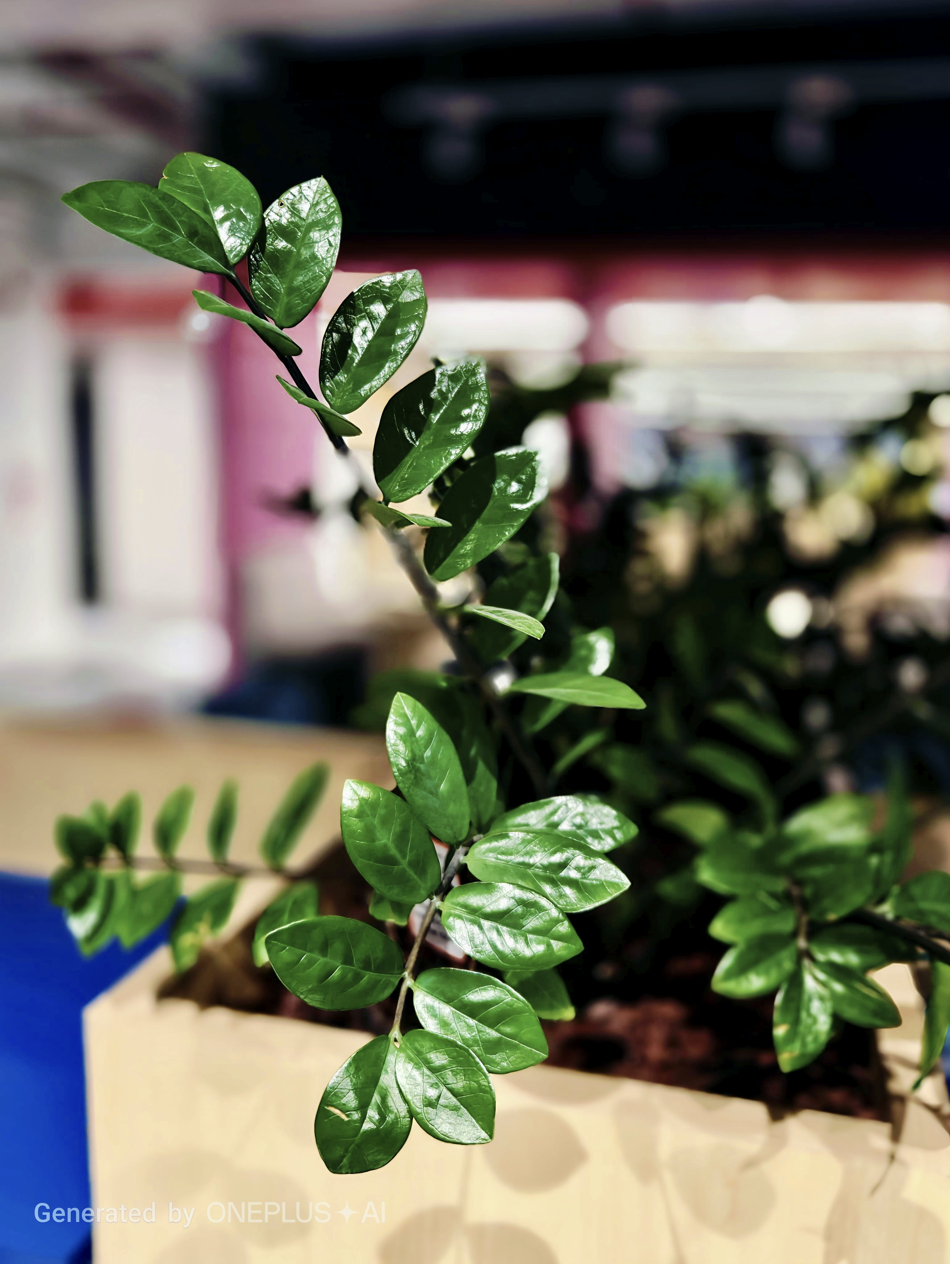 Close-up of glossy green leaves in a wooden planter, with a blurred indoor background highlighting the plant as the main subject.