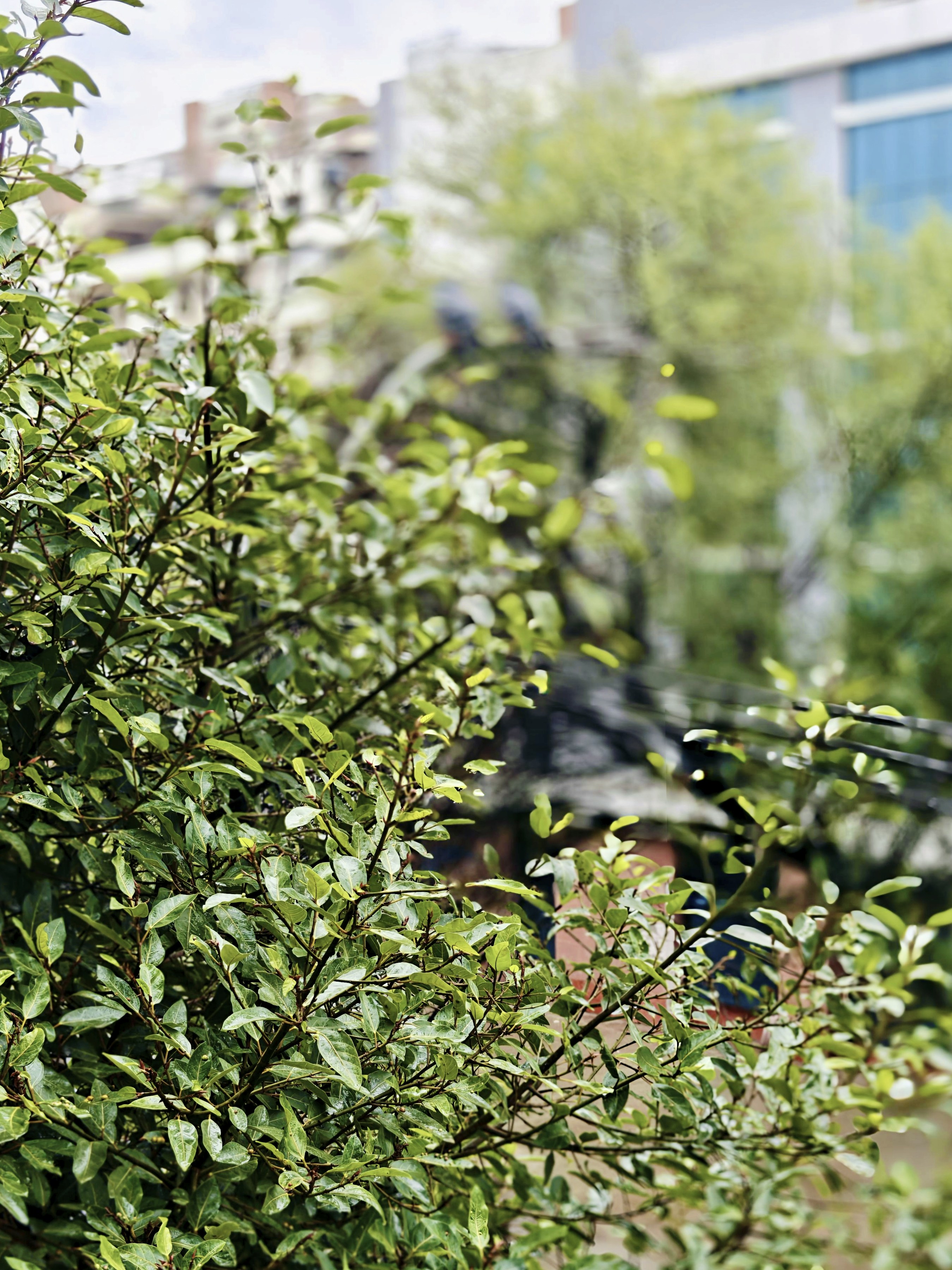 Dense greenery fills the foreground with a blurred urban backdrop, highlighting the natural foliage.