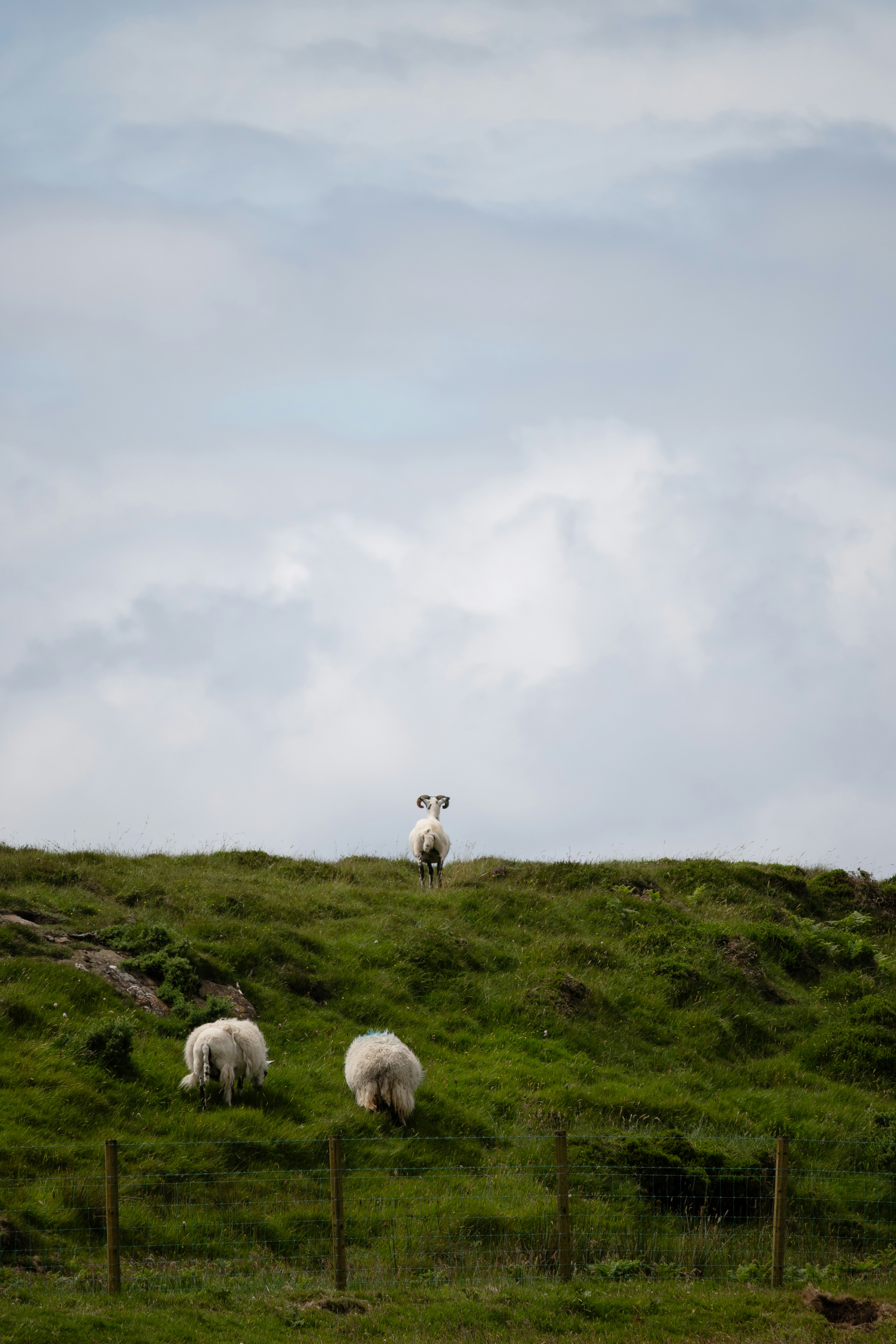  lone sheep on a grassy hill under a cloudy sky