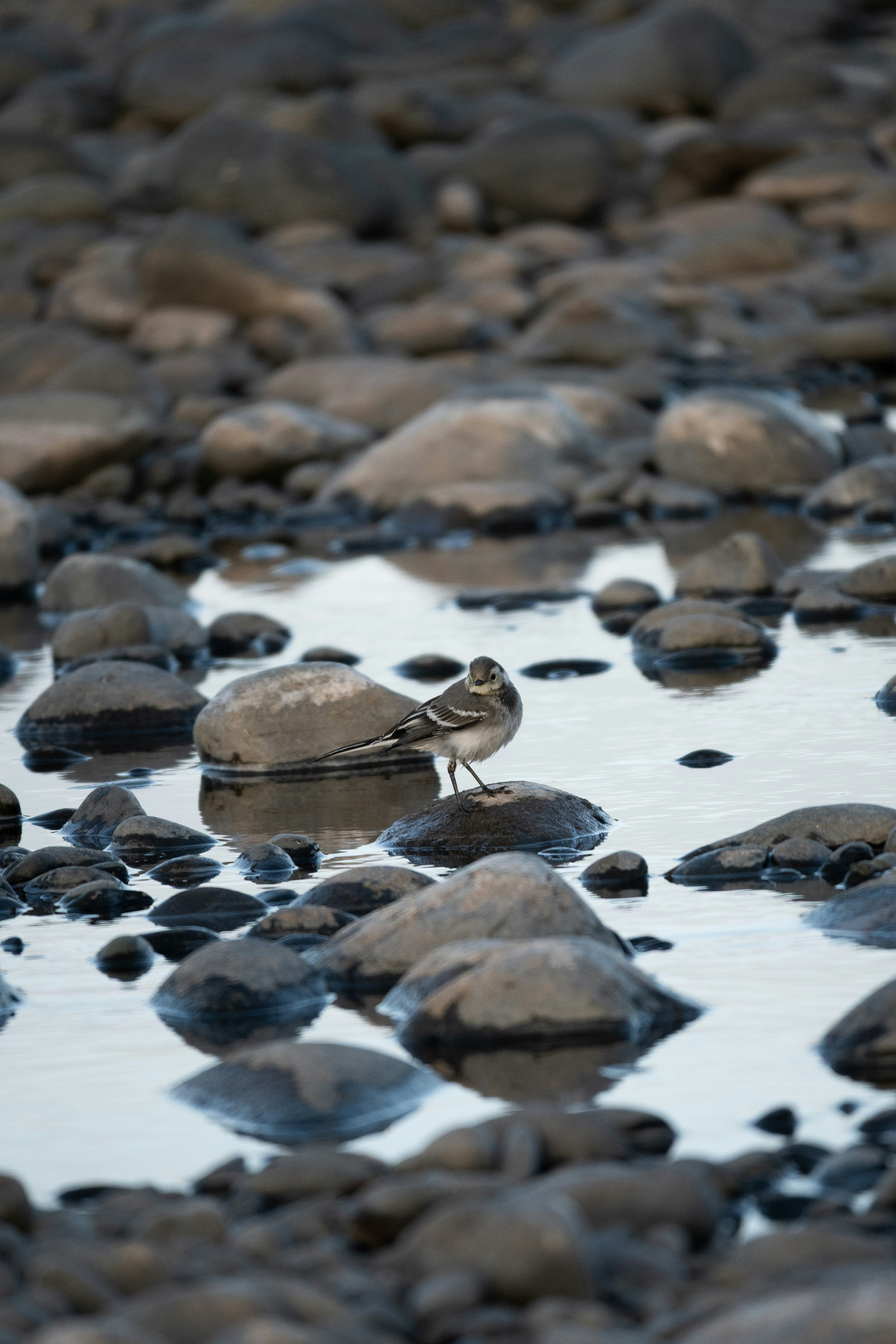 Pebble-streaked Shoreline Sentinel