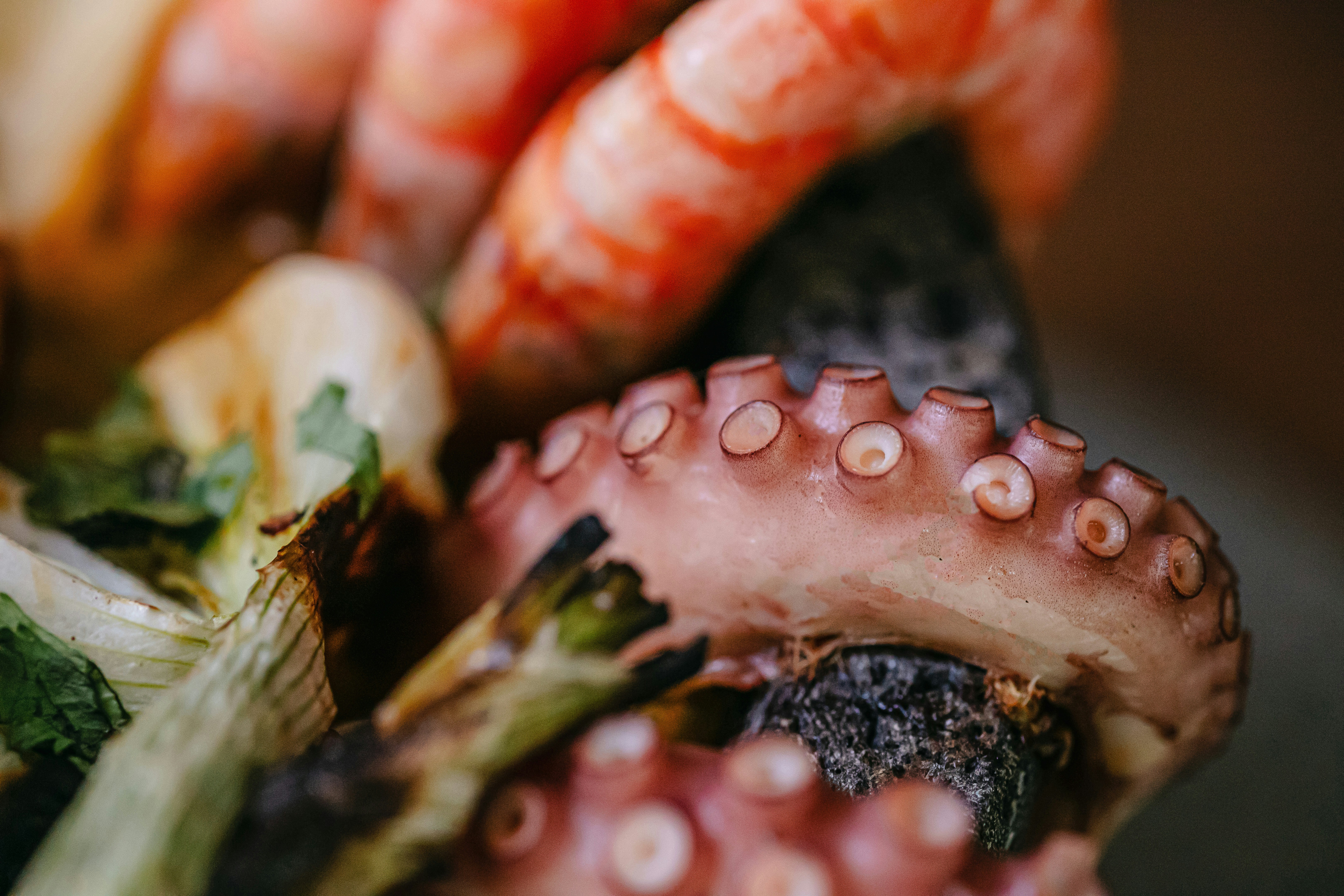 Underwater Taproot: Close-Up Octopus Tentacle in Focus