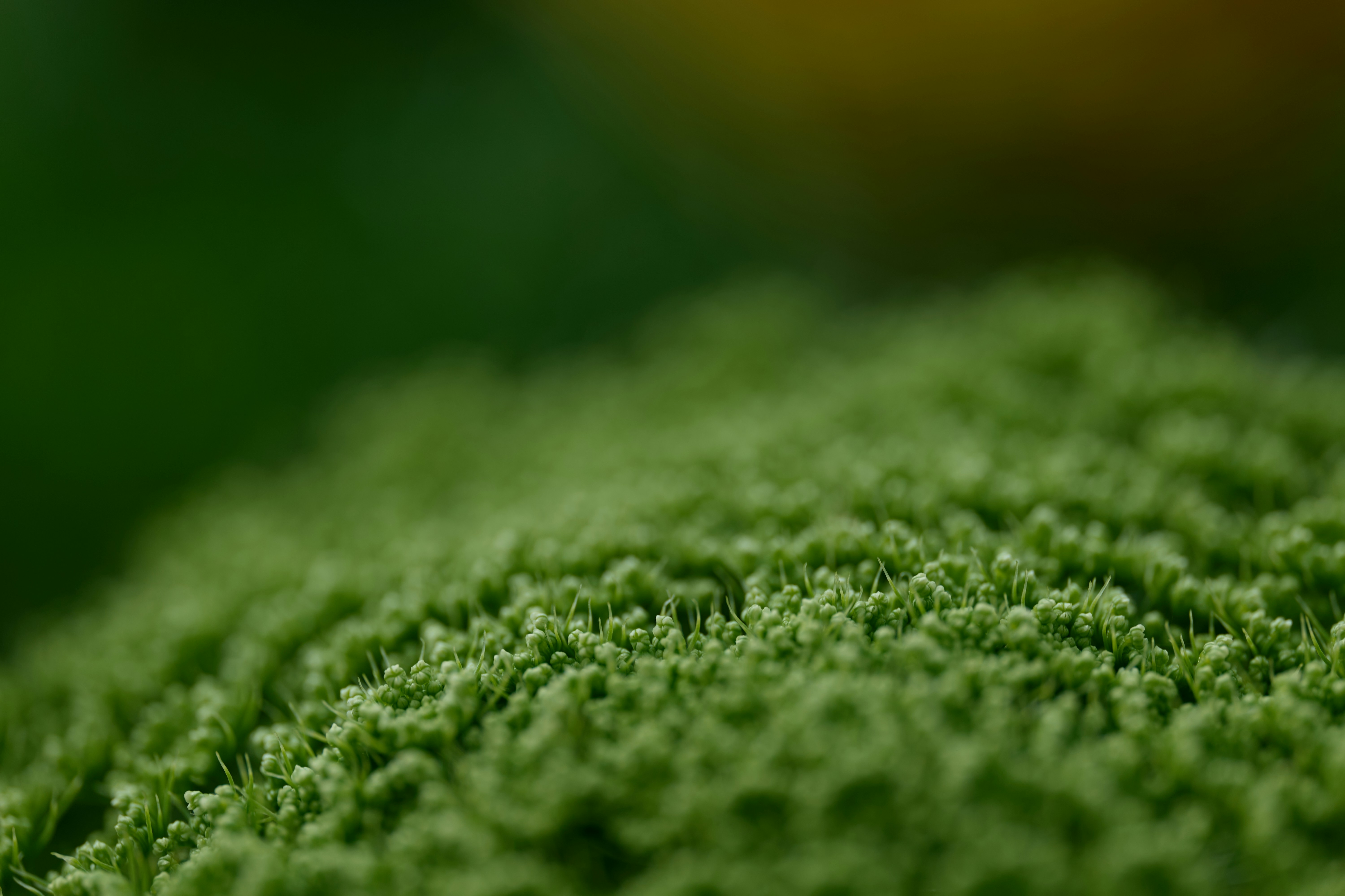 Verdant Macro: A Sea of Tiny Fern-like Textures