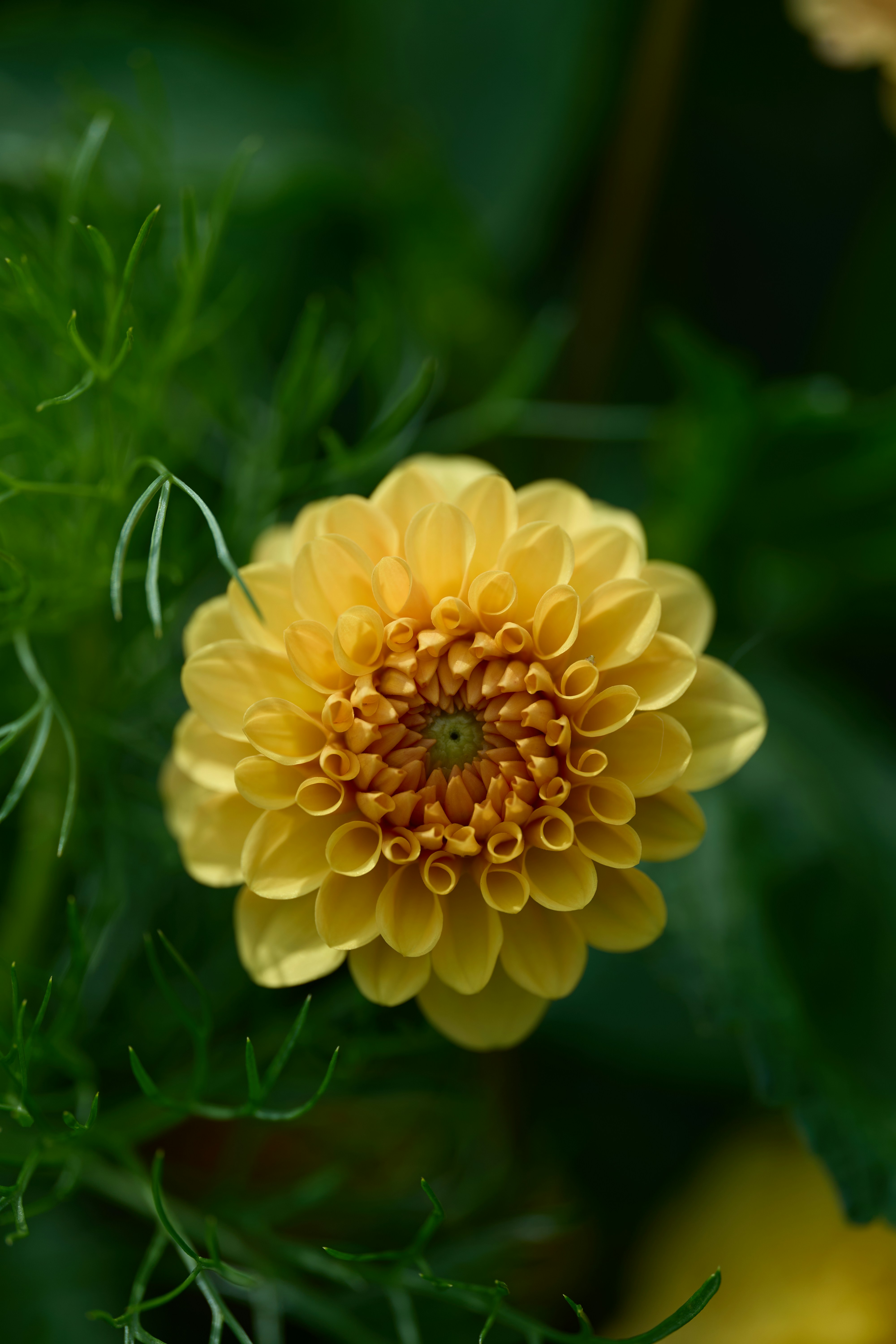 Golden Dahlia Bloom: meticulous petals unfurl in sunlit garden hush
