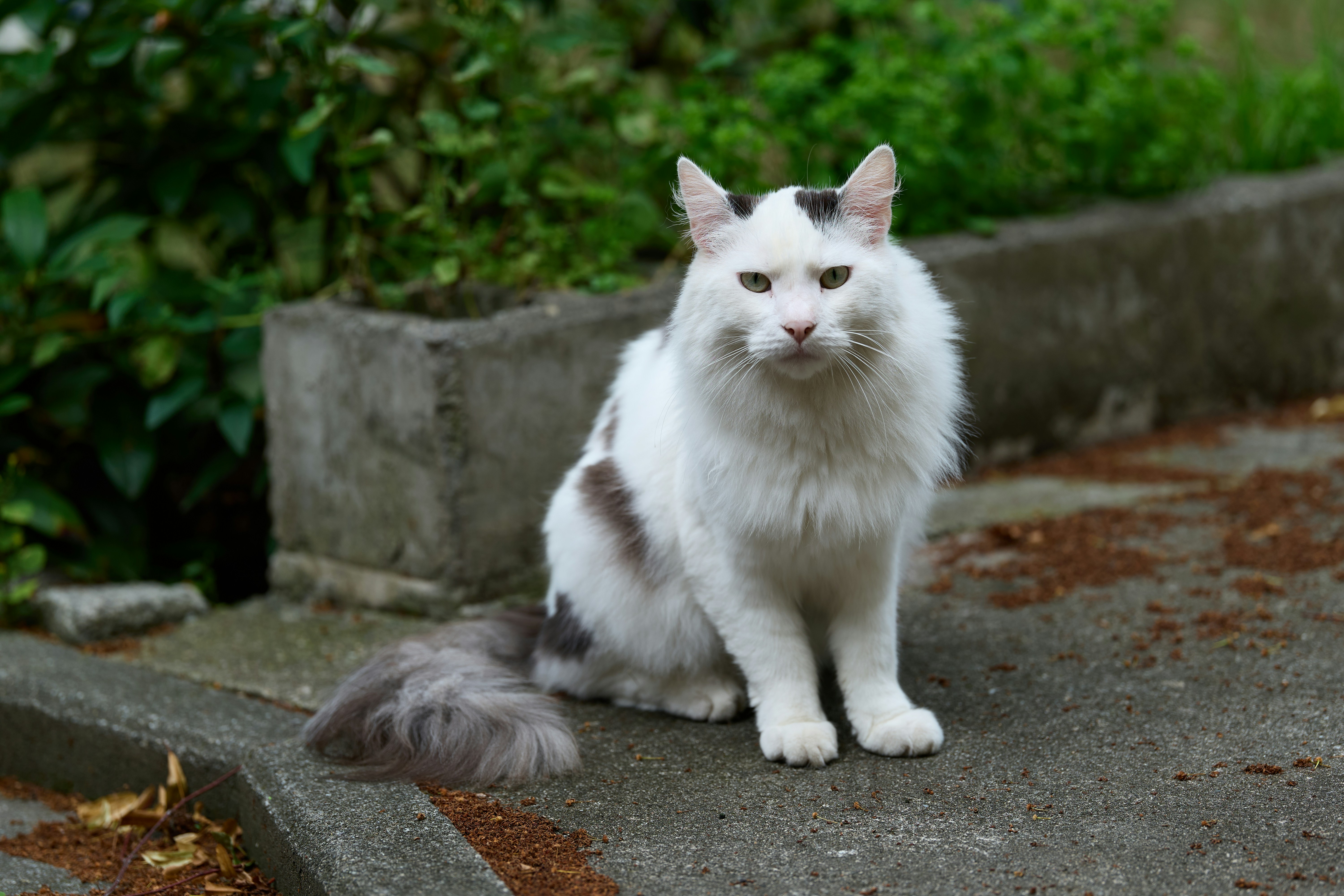 White Cat in Garden Gate Light