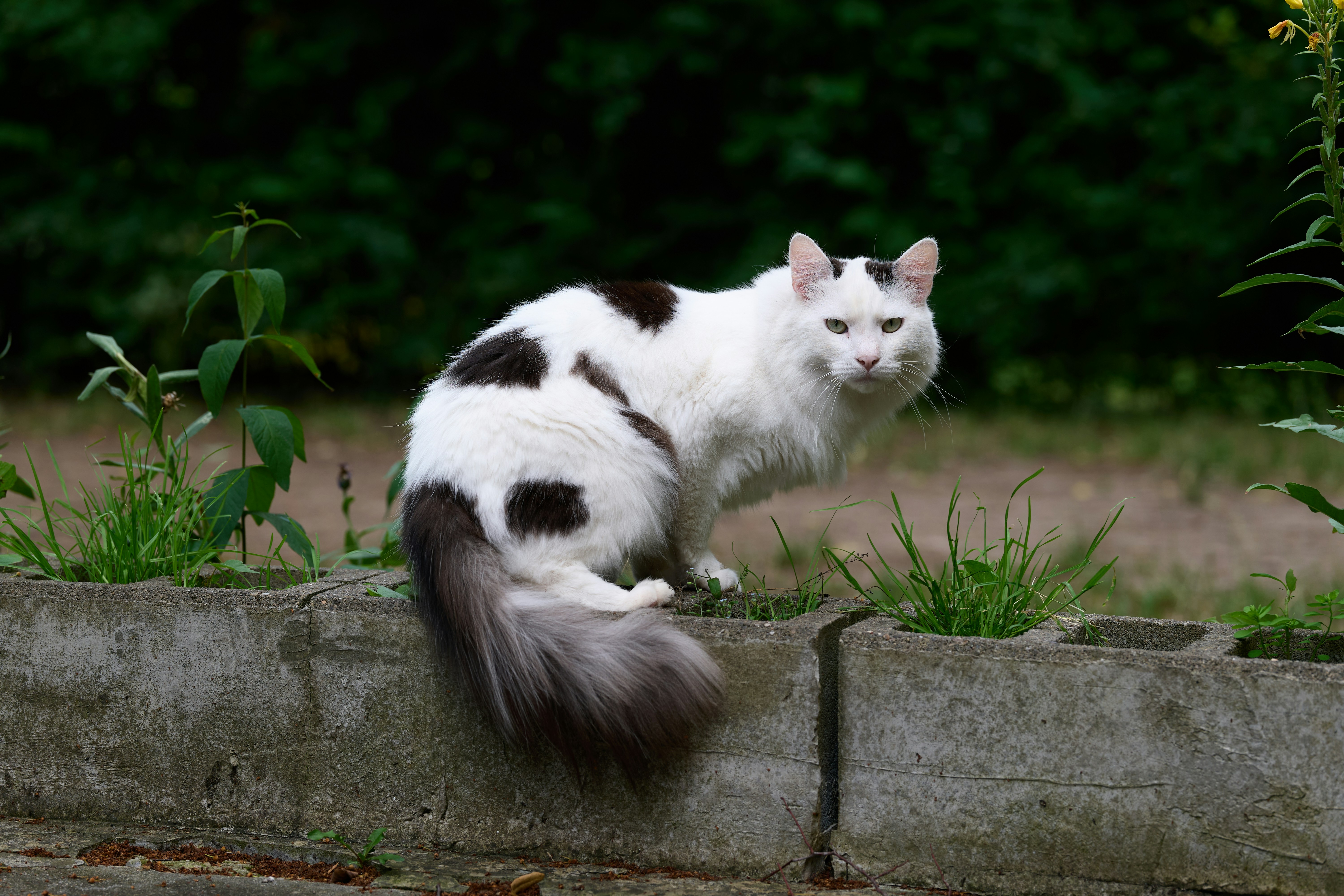 White Cat on a Weathered Wall: A Quiet Watch by Greenery