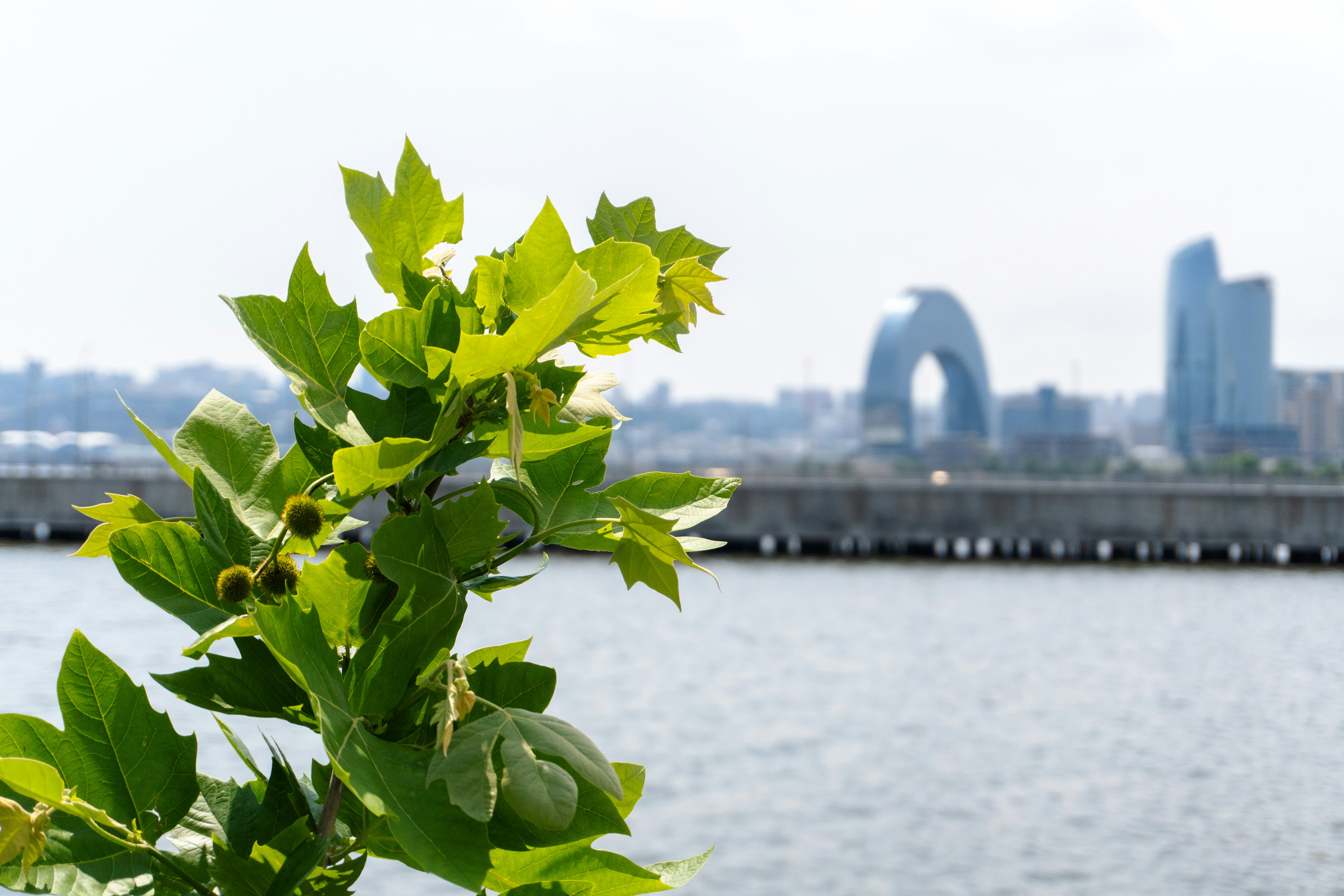 Leafy Foreground with City Skyline Beyond the Water