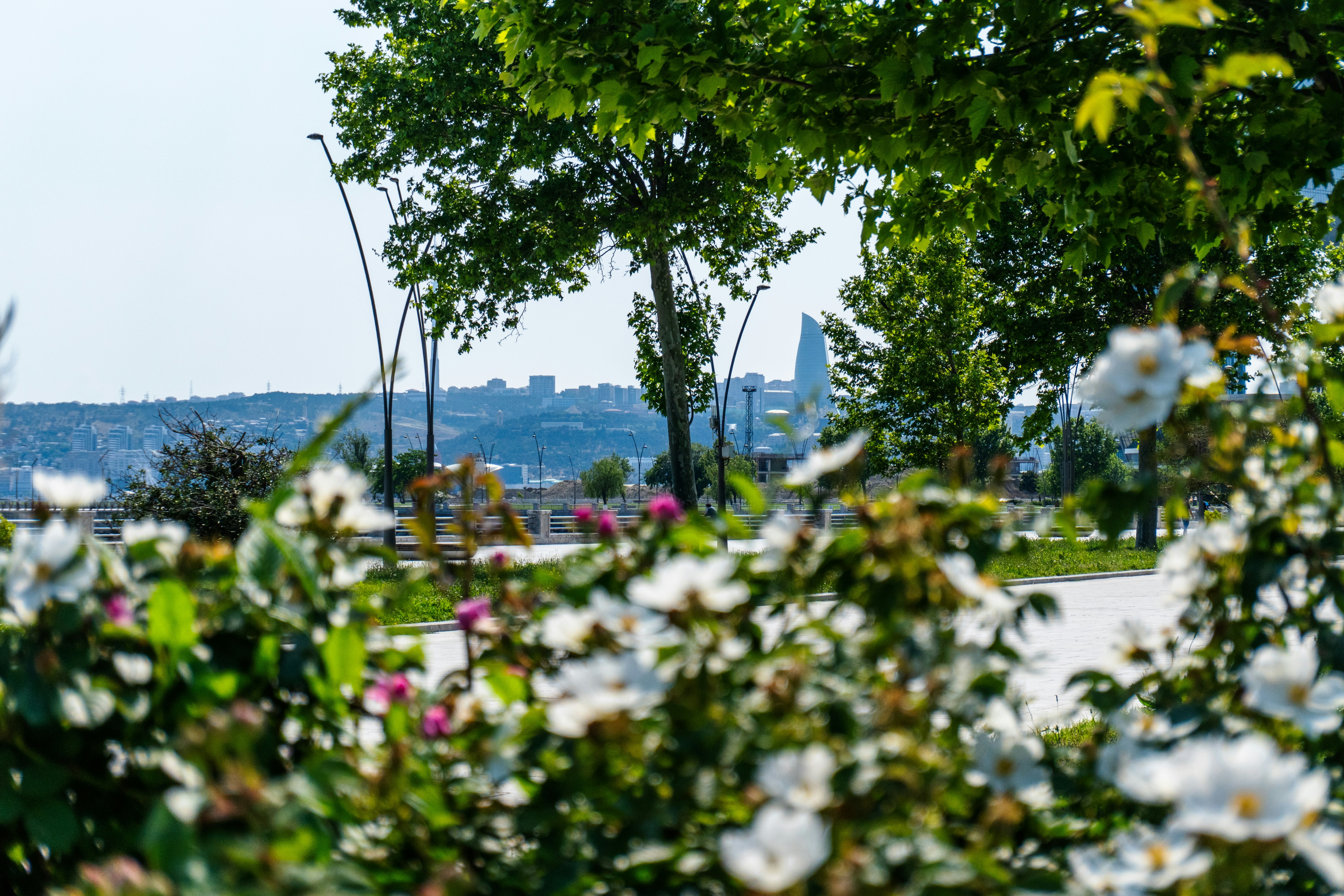 Cityscape peek through a bloom-framed foreground