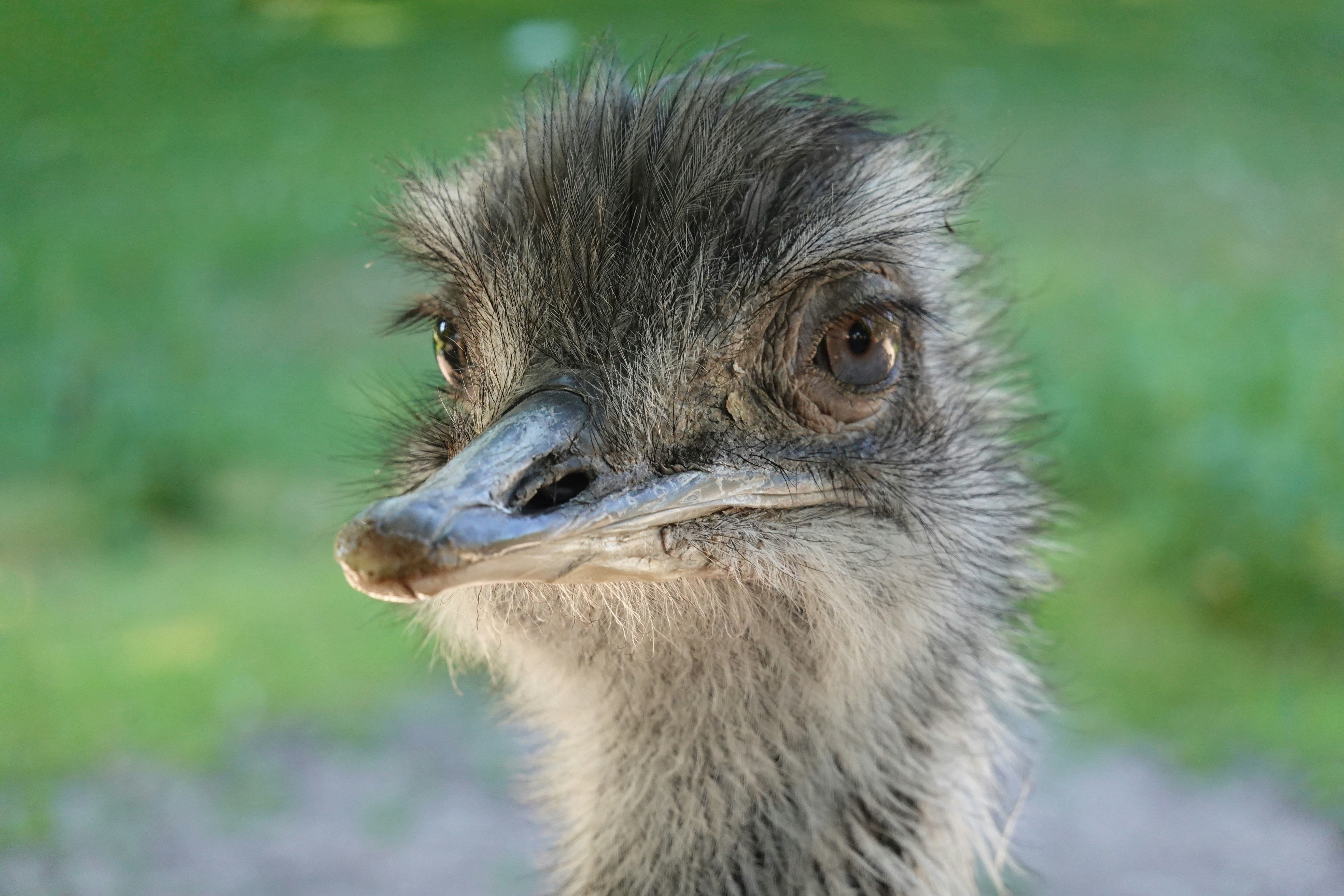 Close-up of an alert emu chick with textured plumage and curious gaze