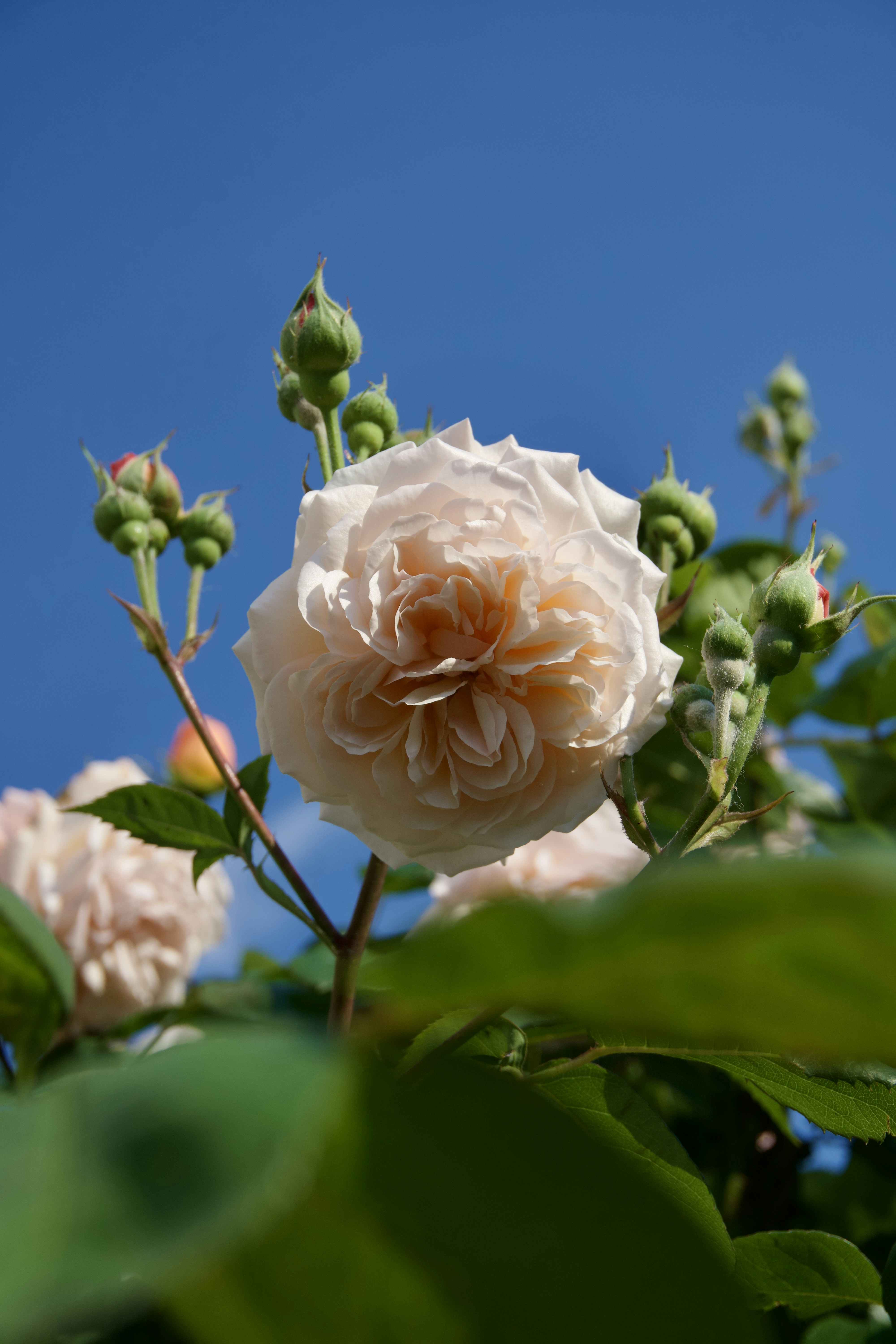 Blush Rose Crowned by Buds Under a Serene Blue