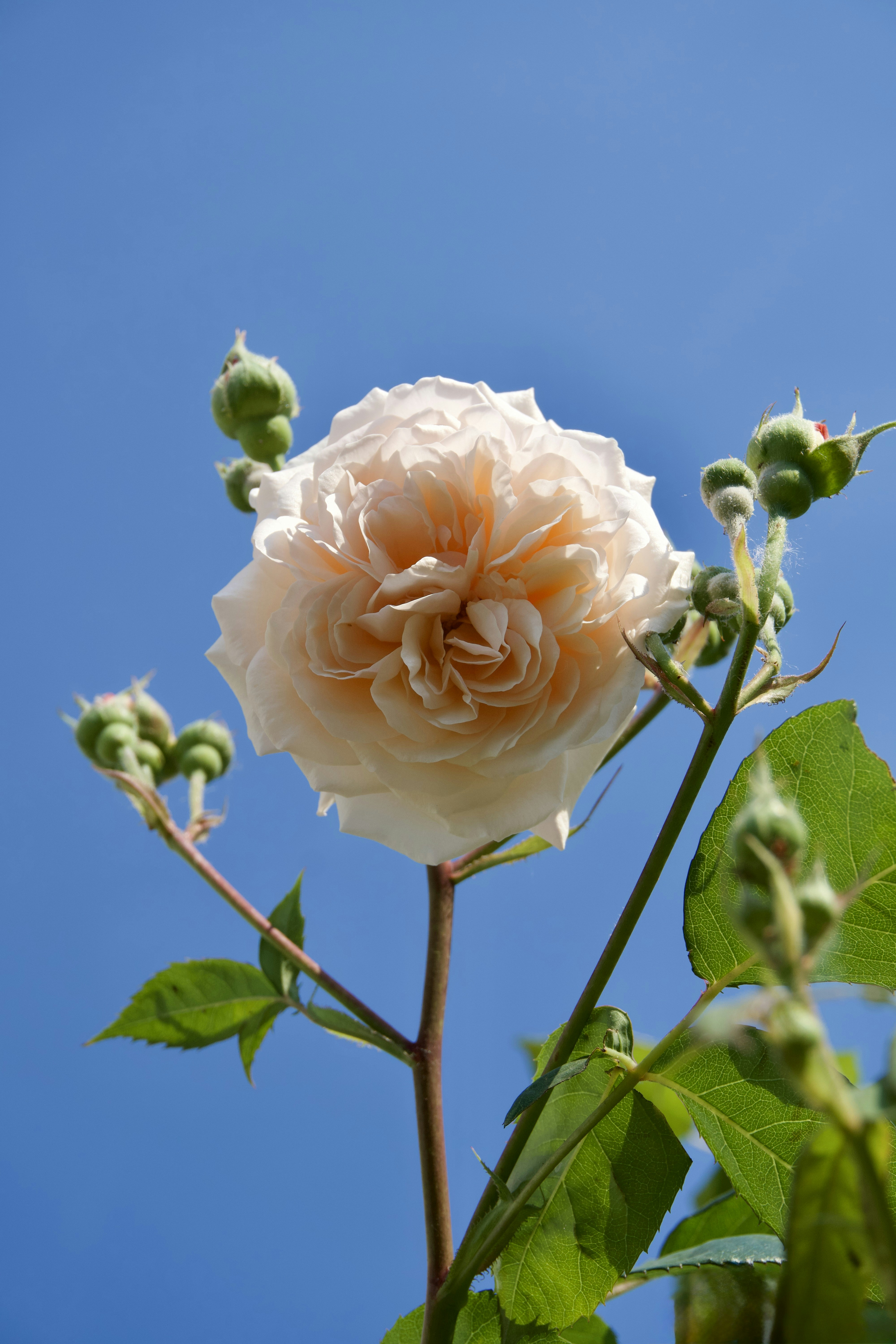 Soft Peach Rose Reaching Toward a Clear Sky