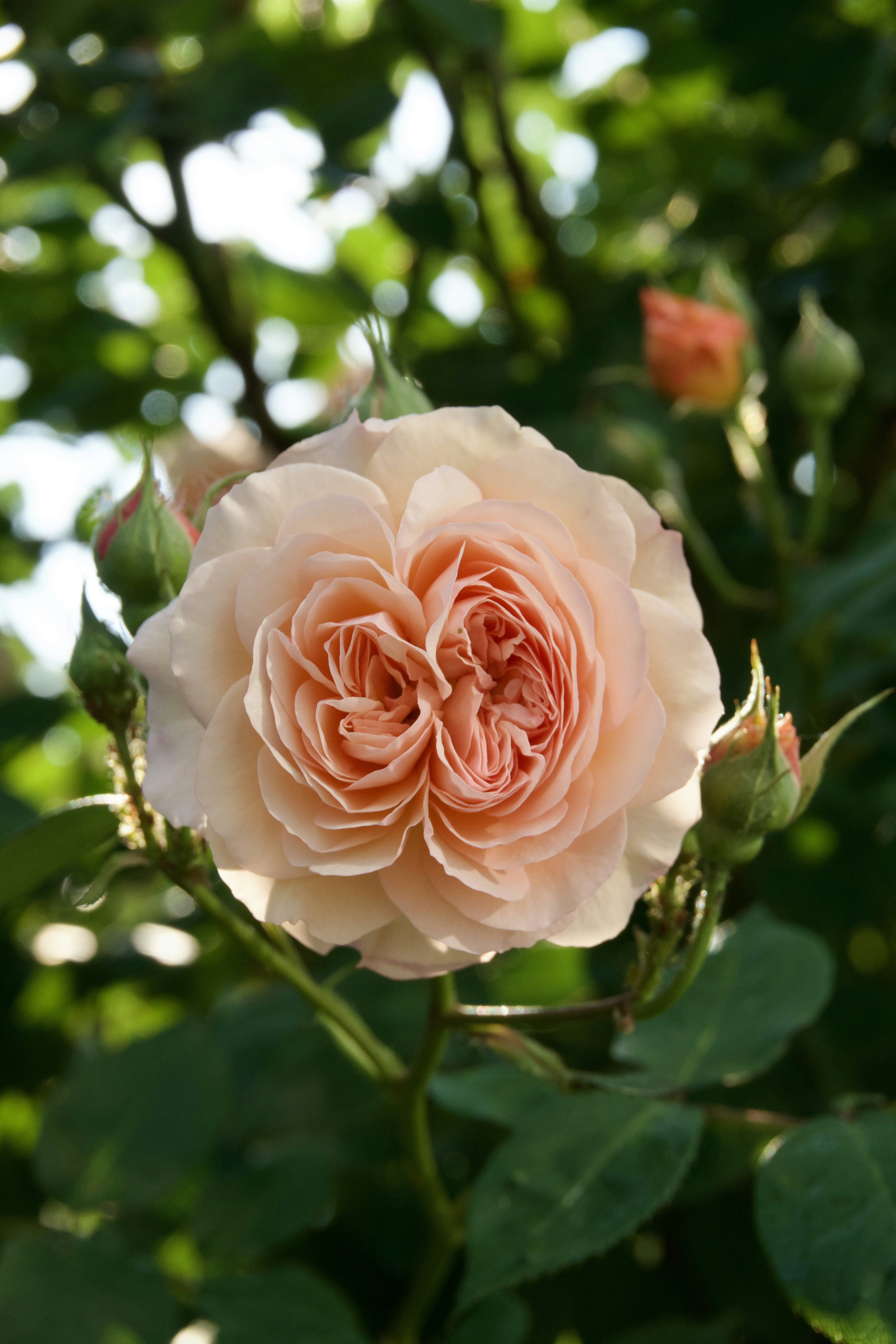 Soft-petal Bloom: Pale Peach Rose Amid Greenery
