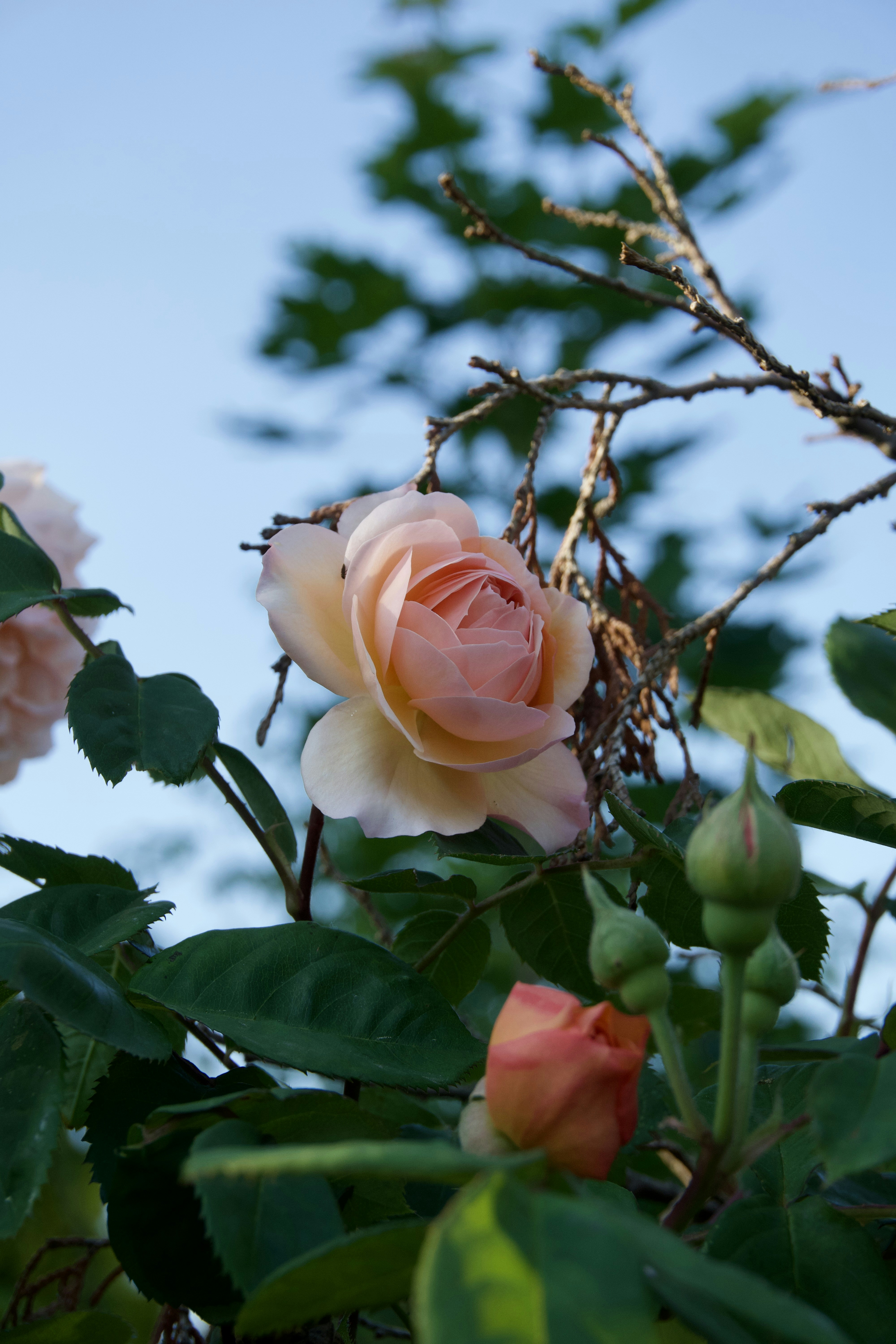 Blush Rosette in a Garden Frame