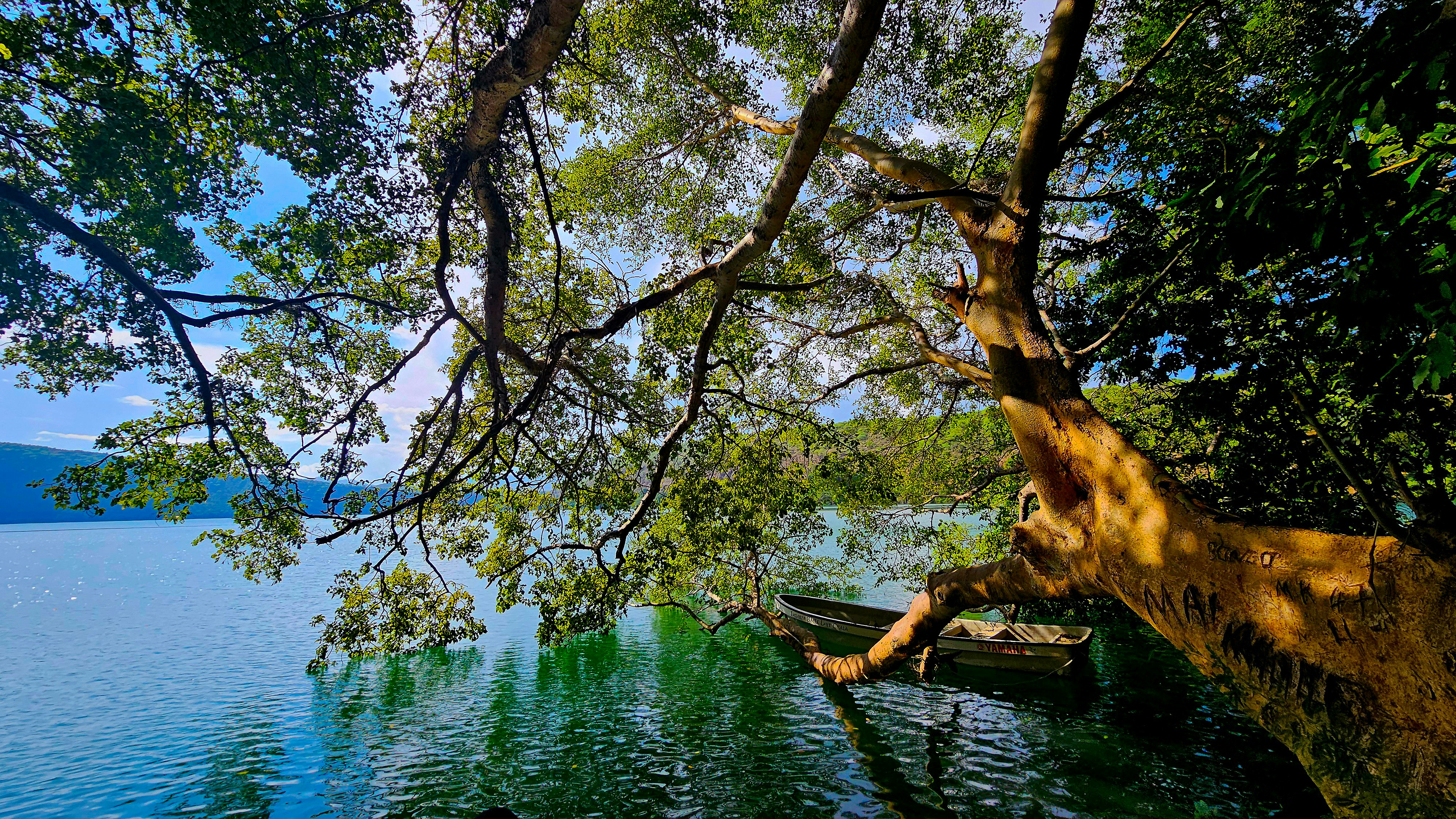 Edge of the Lake: Sunlit Tree Overhang Gracing Glassy Water