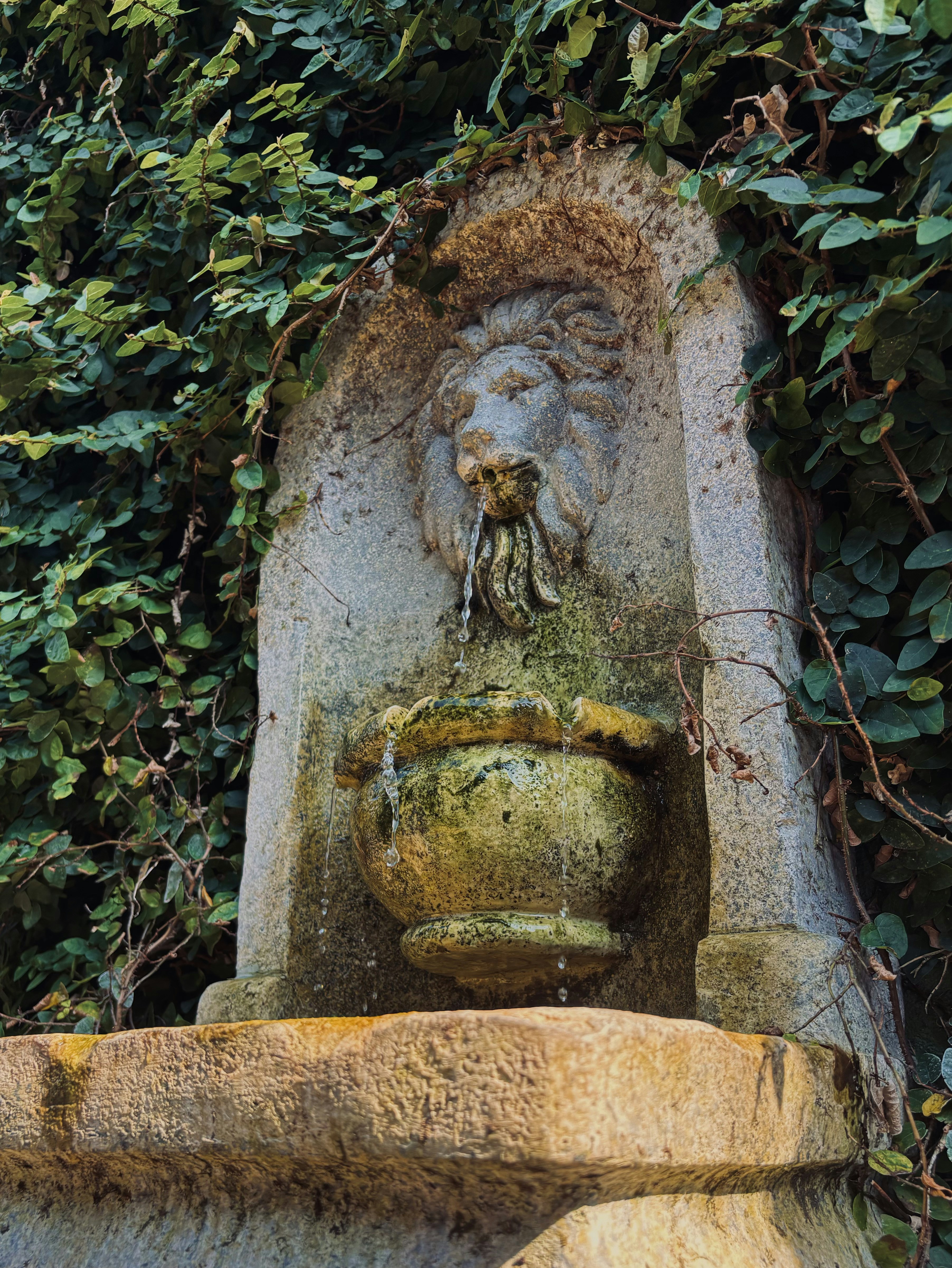 Stone Fountain Guardian Amid Ivy: A Quiet Rite of Moss and Water