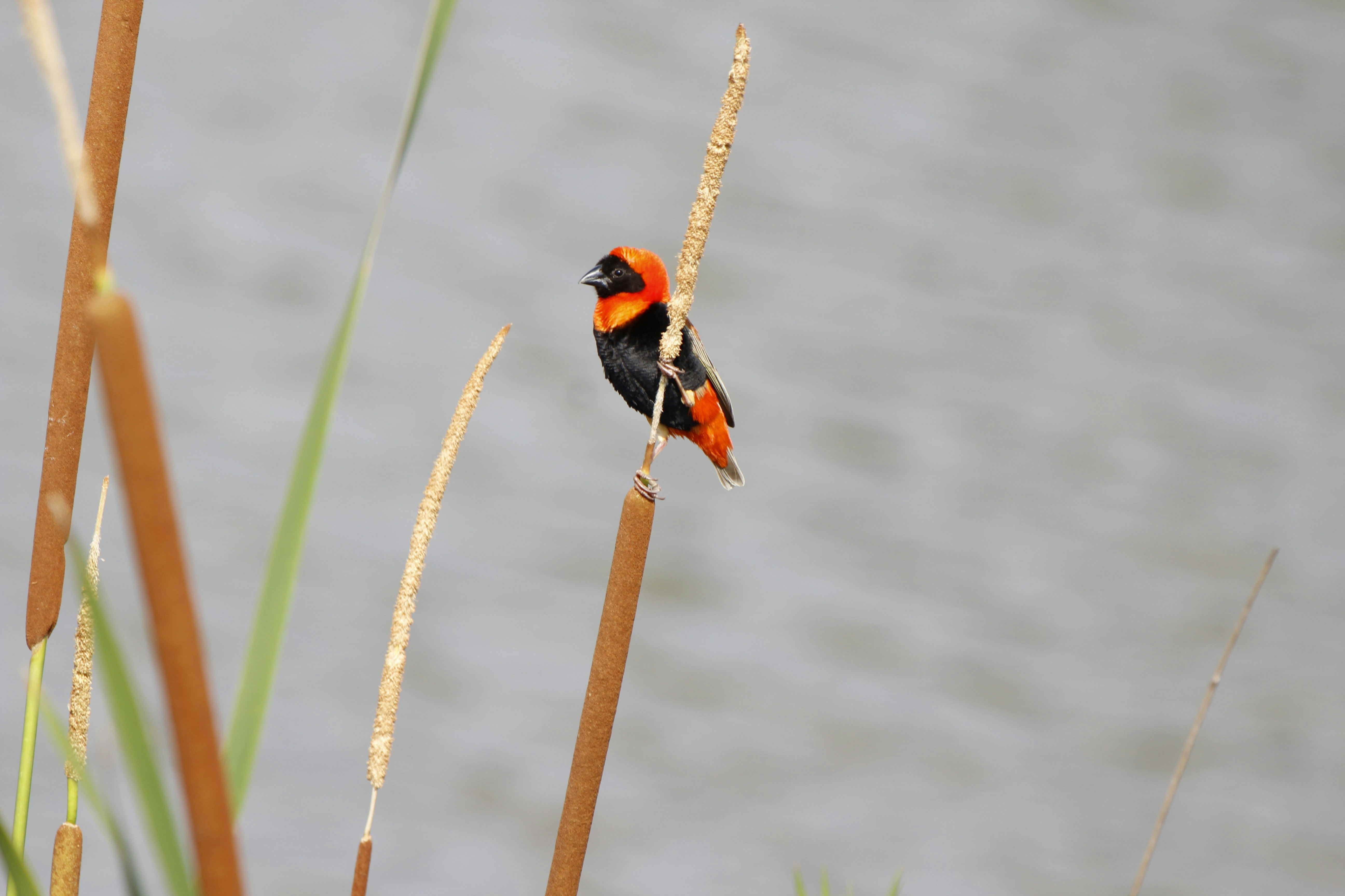 Photo by Lena Bauermeister with Canon EOS 600D