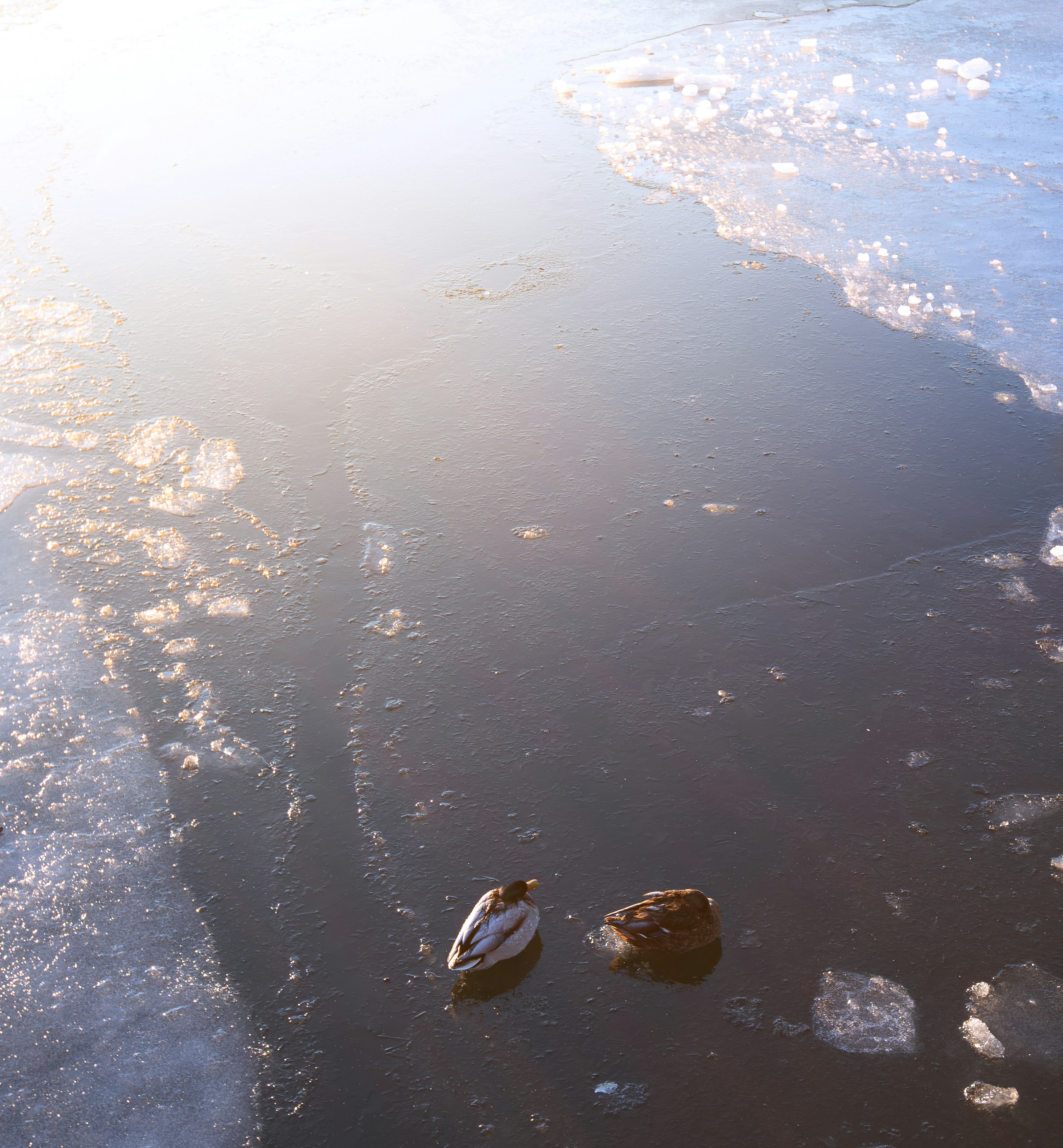 Two Ice-Bound Dwellers Rest on a Frozen Glacial