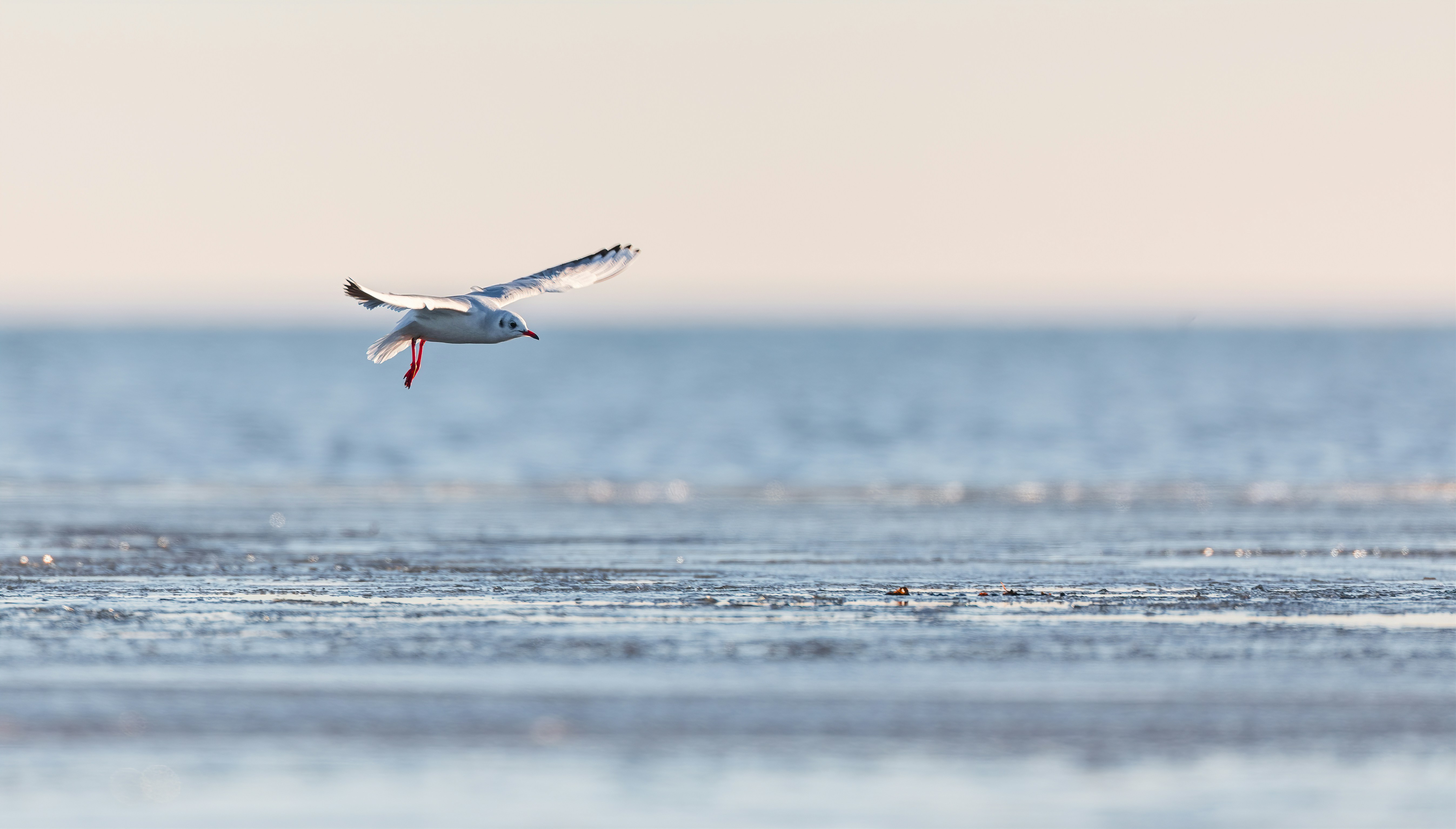 A solitary gull skimps the horizon, wings spread over a glassy sea