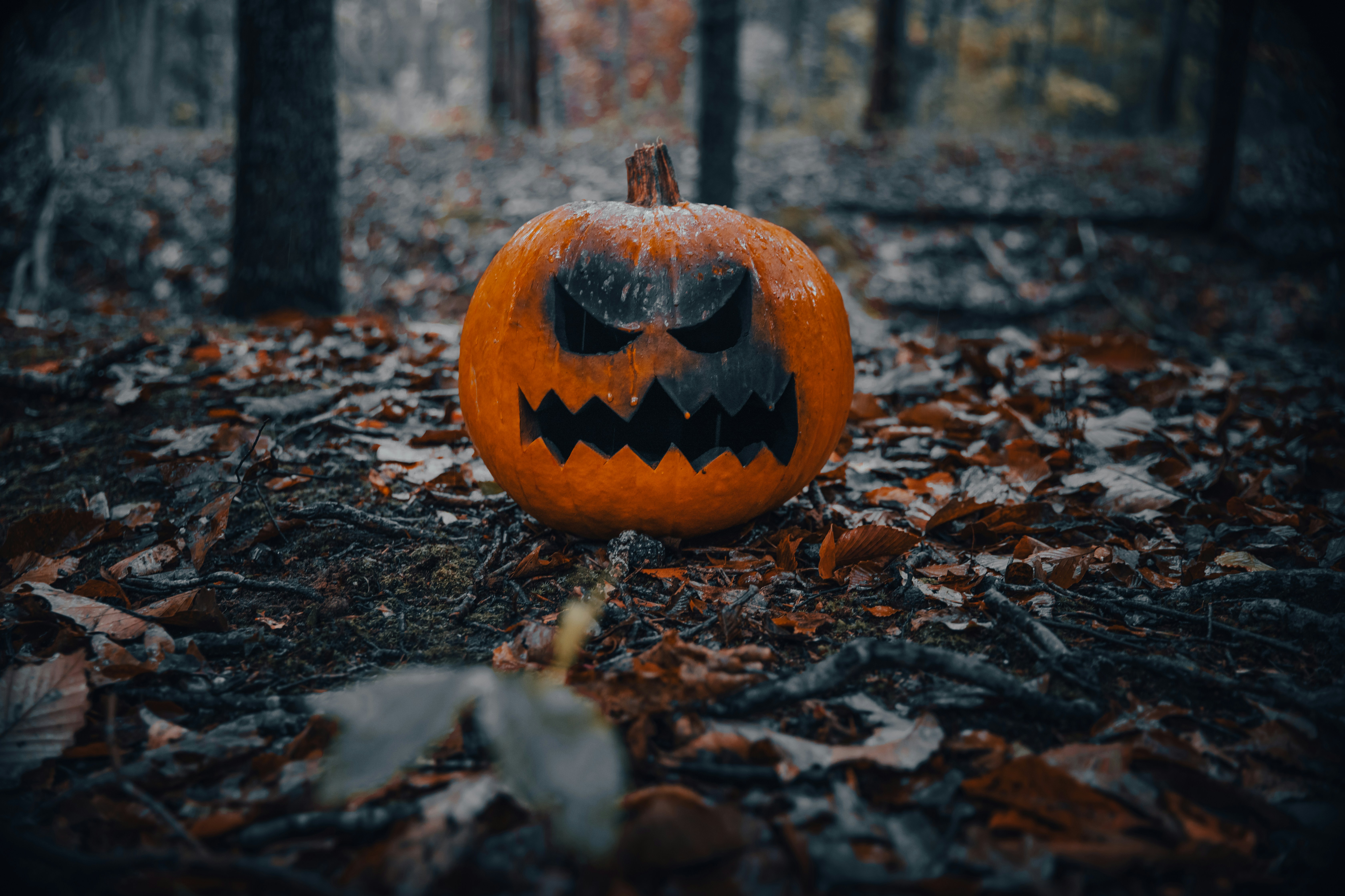 Midnight Grin: A lone jack-o'-lantern under autumn shadows