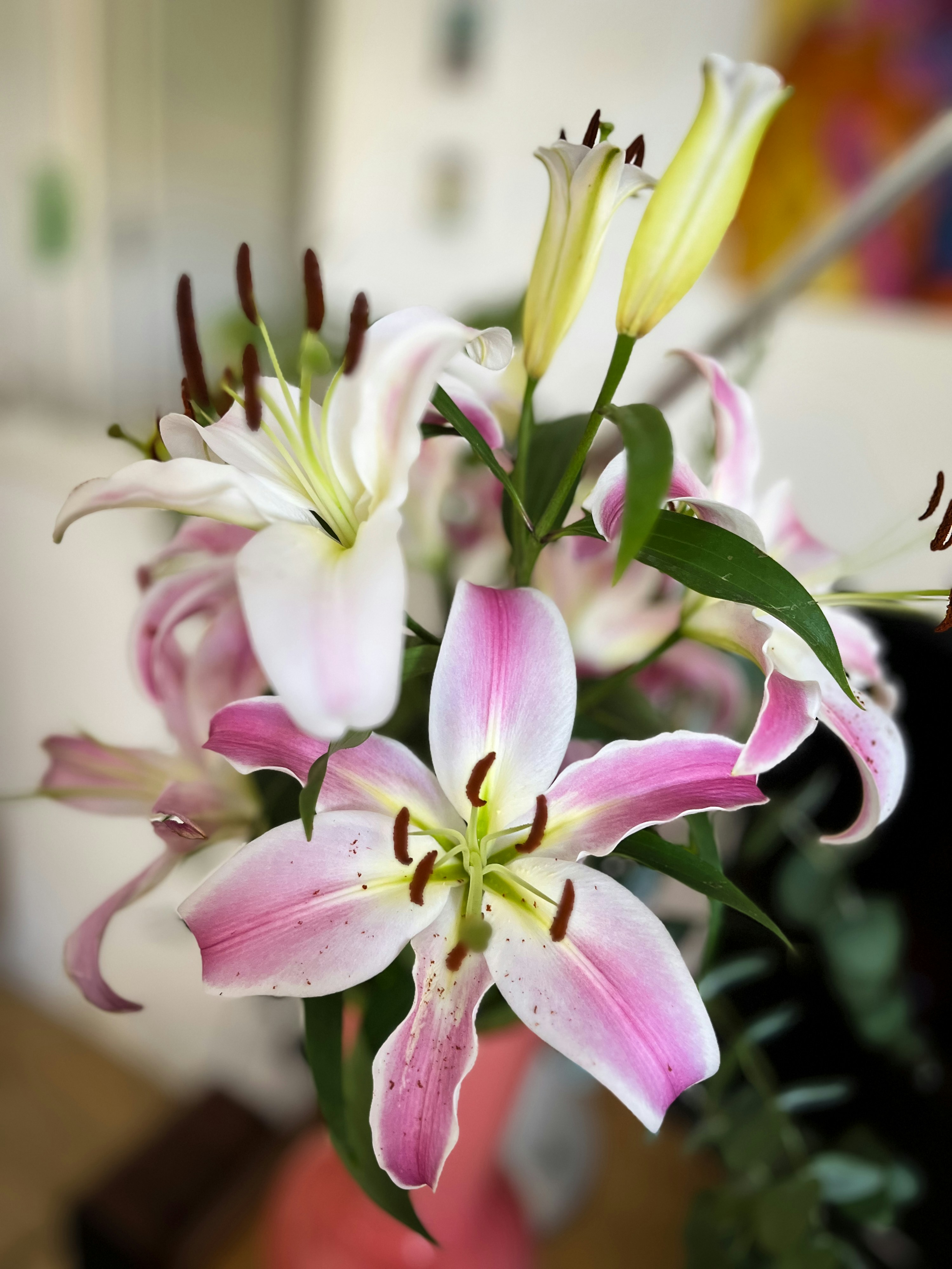 Lilies in Soft Focus: Close-Up of Petal Finesse