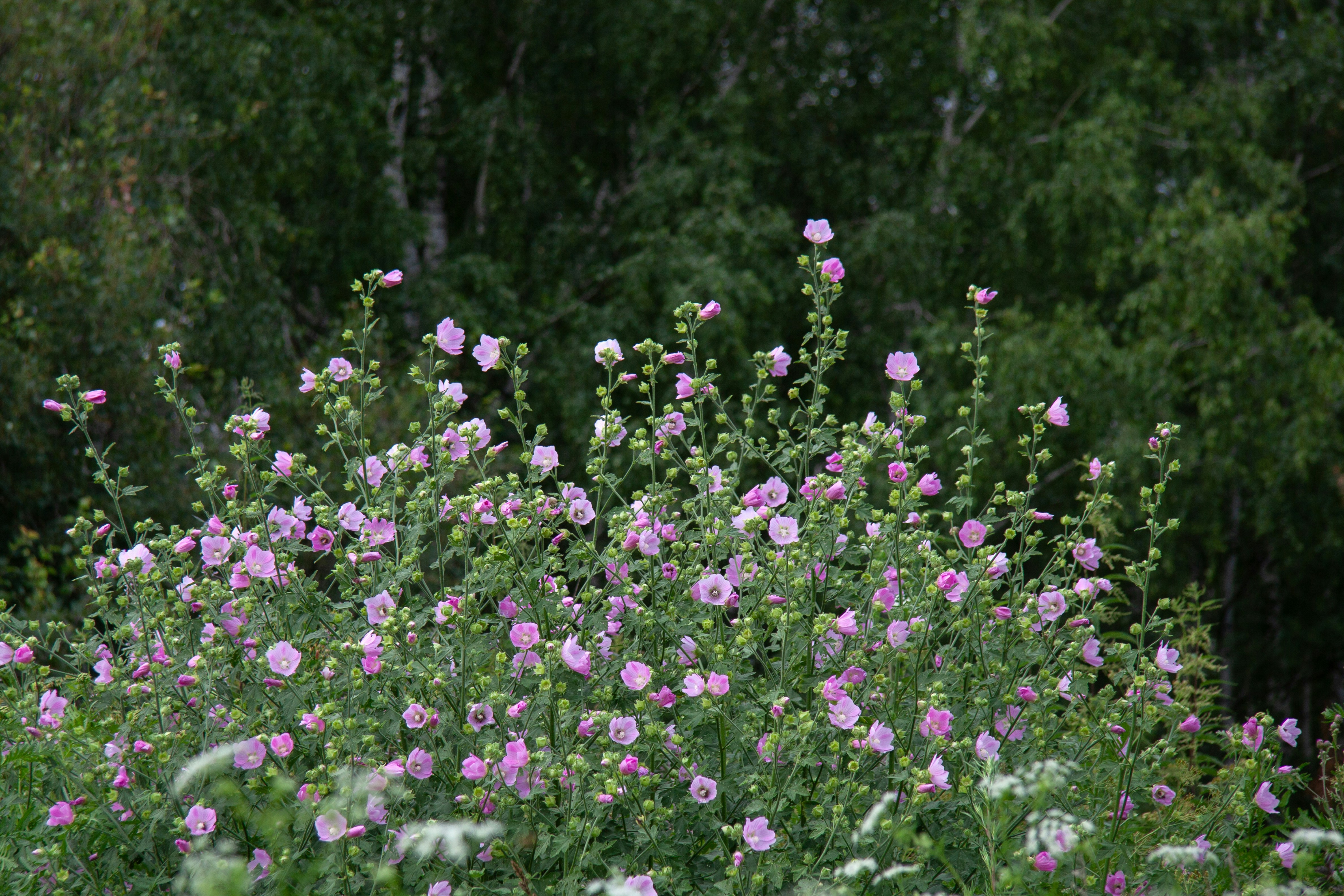 Pink Wildflower Meadow Rising Above a Forest Edge
